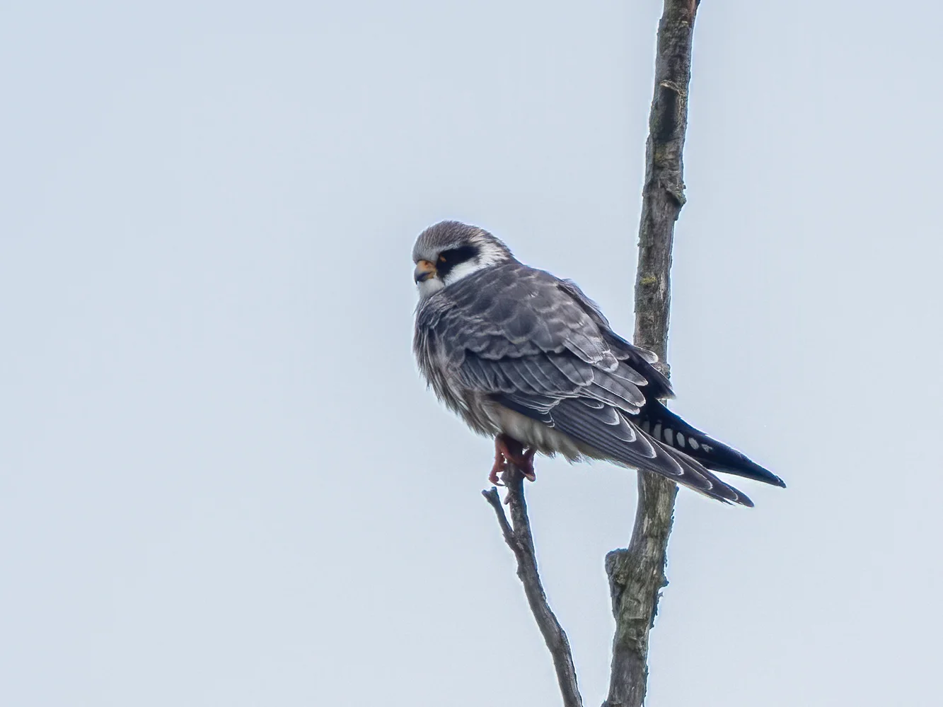 Sighting Report - BirdGuides