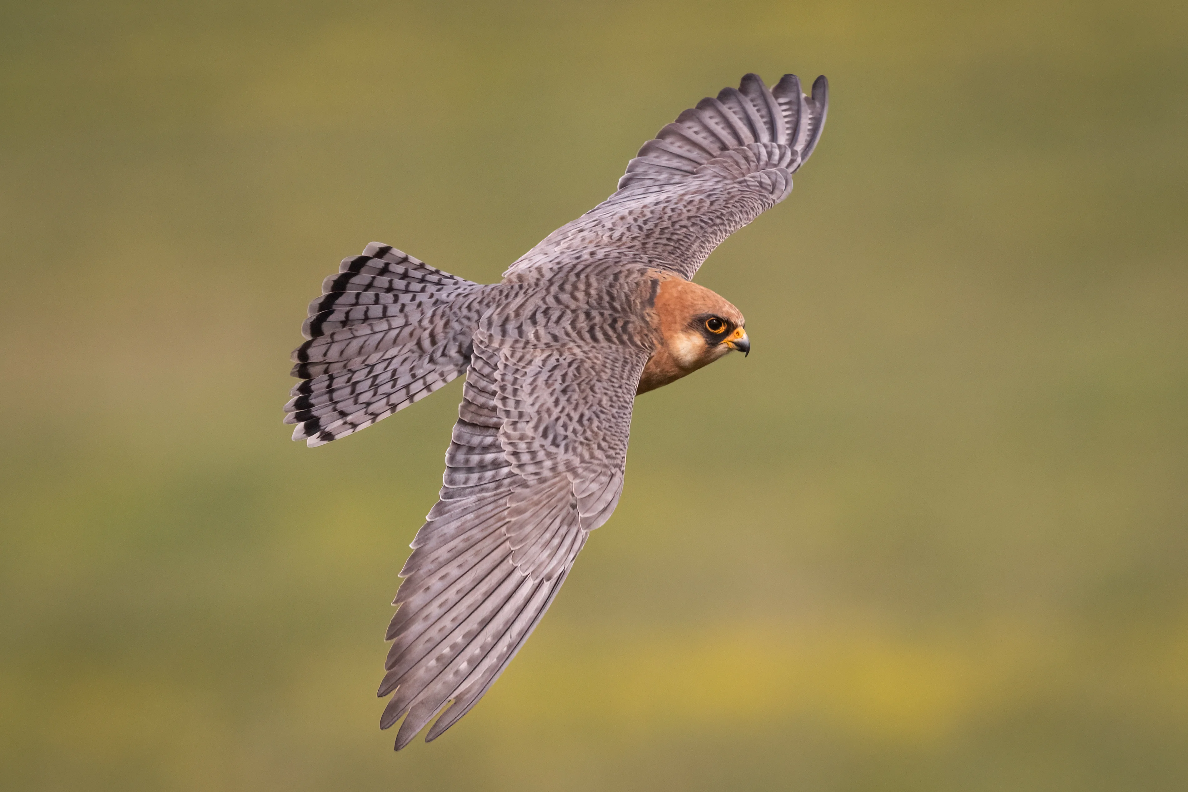 Details : Red-footed Falcon - BirdGuides