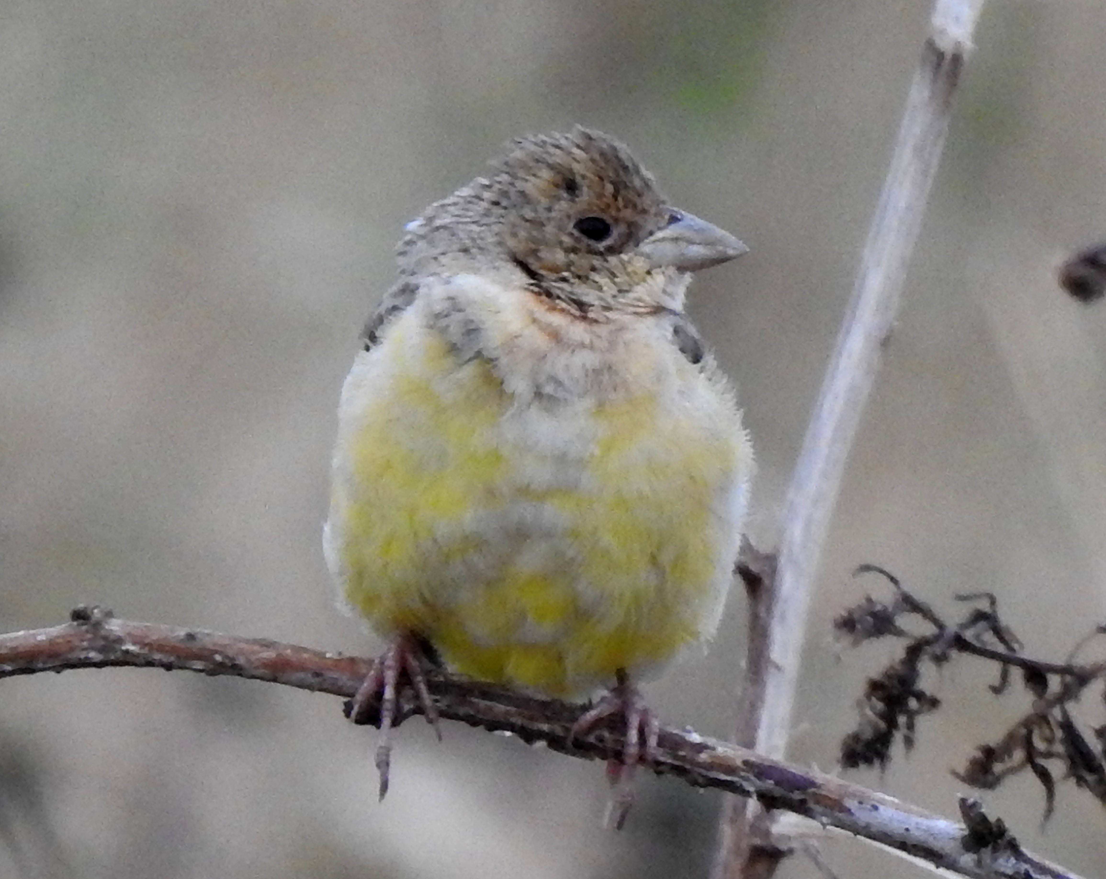 Red-headed Bunting by Brett Richards - BirdGuides