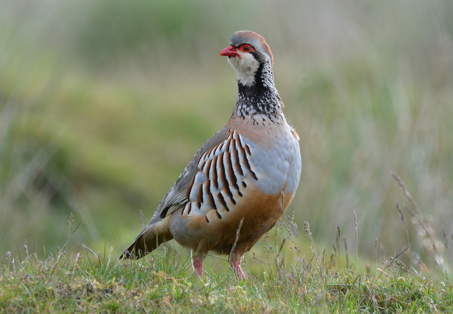Red-legged Partridge by Damian Money - BirdGuides