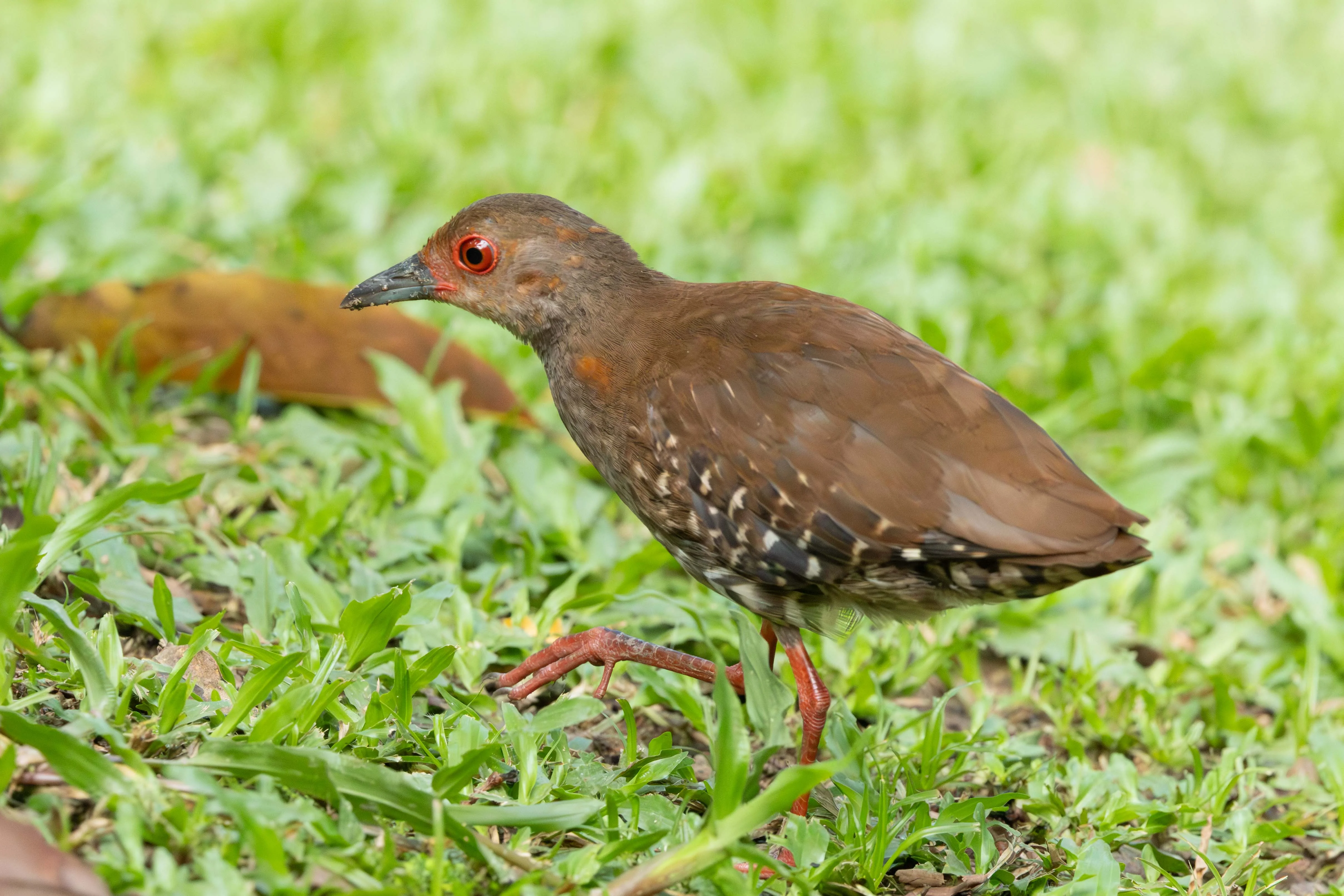Details : Red-legged Crake - BirdGuides