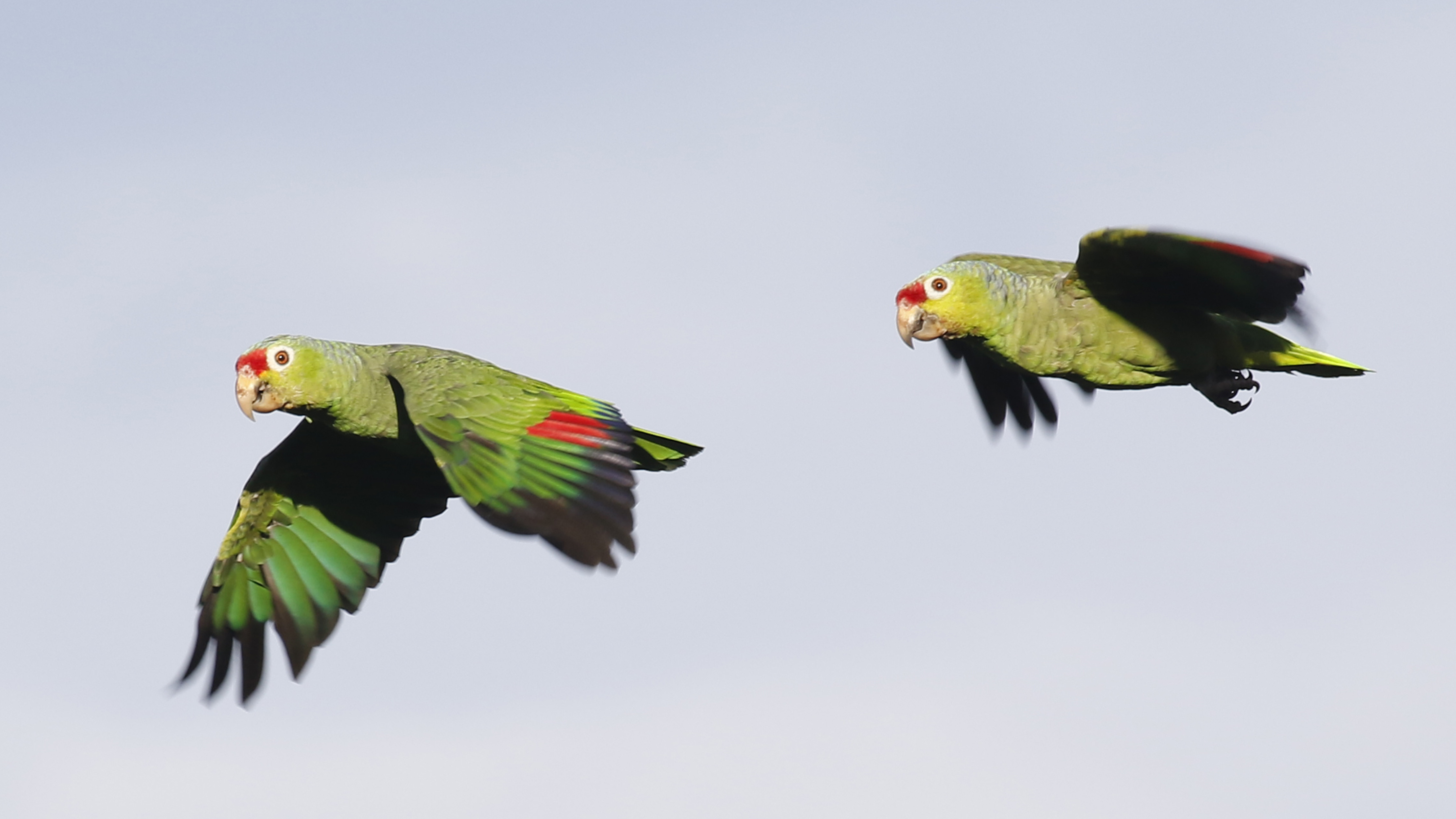 Details : Red-lored Amazon - BirdGuides