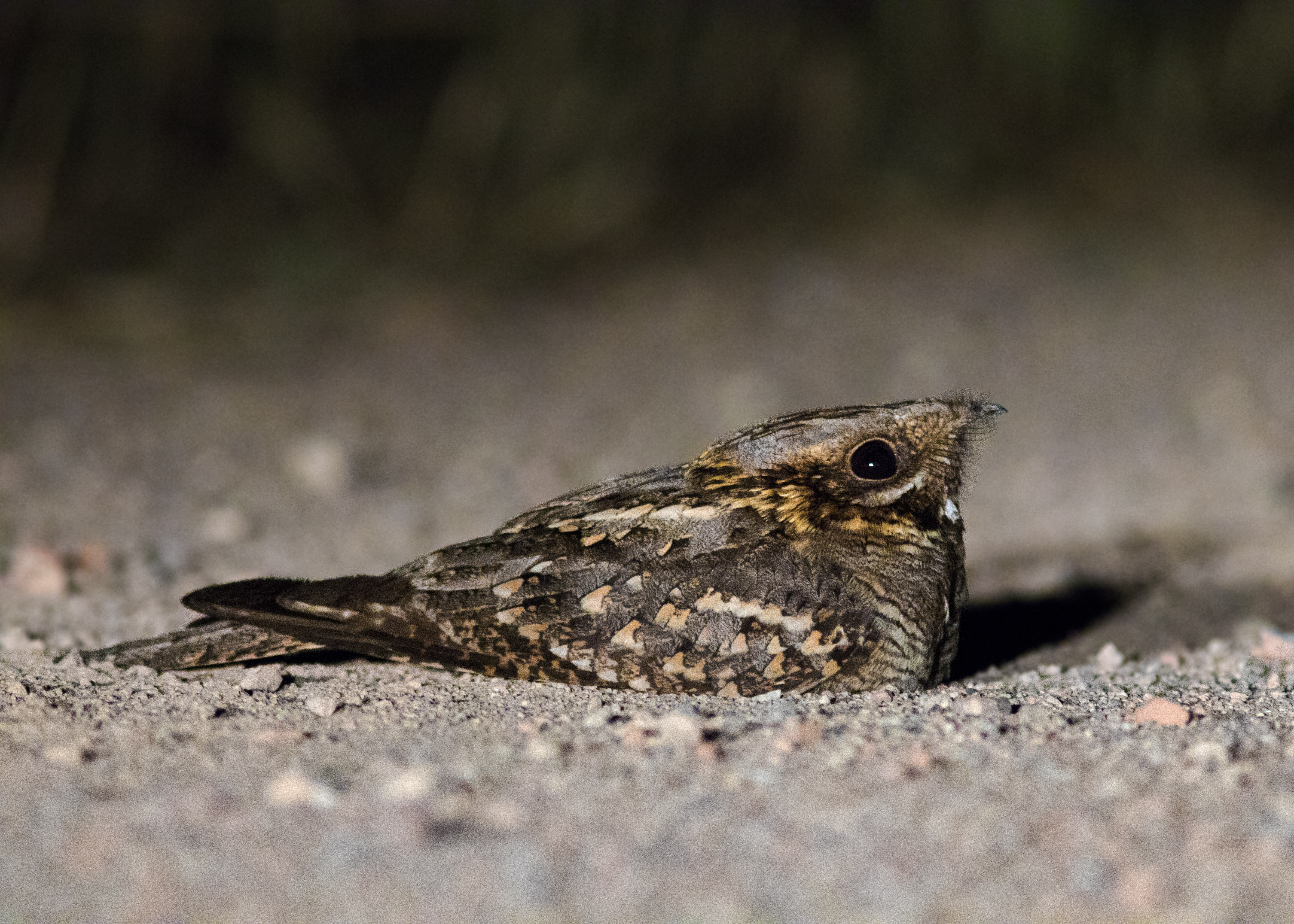 Red-necked Nightjar by Sean Ronayne - BirdGuides