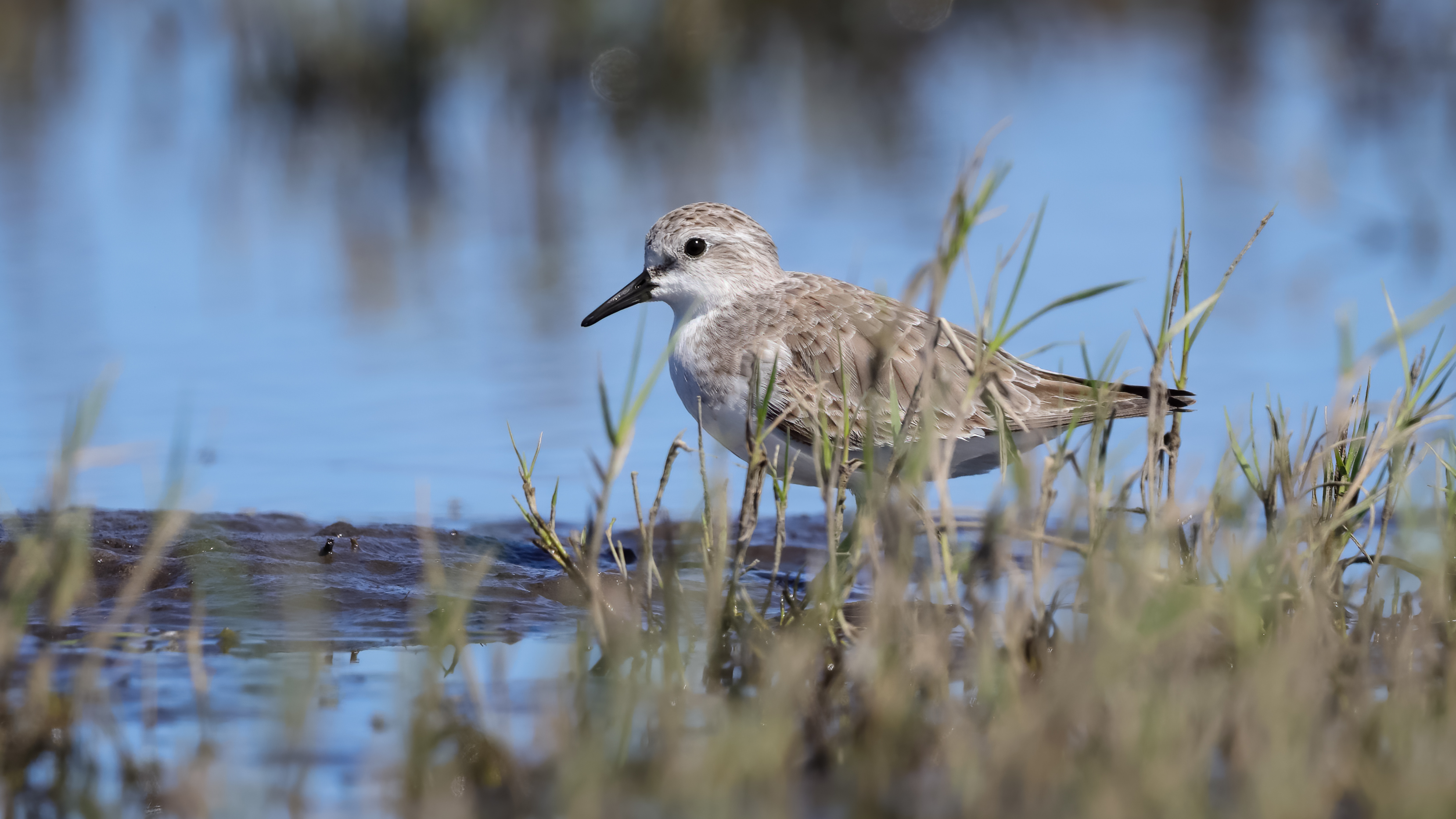 Red-necked Stint by Chris Young - BirdGuides