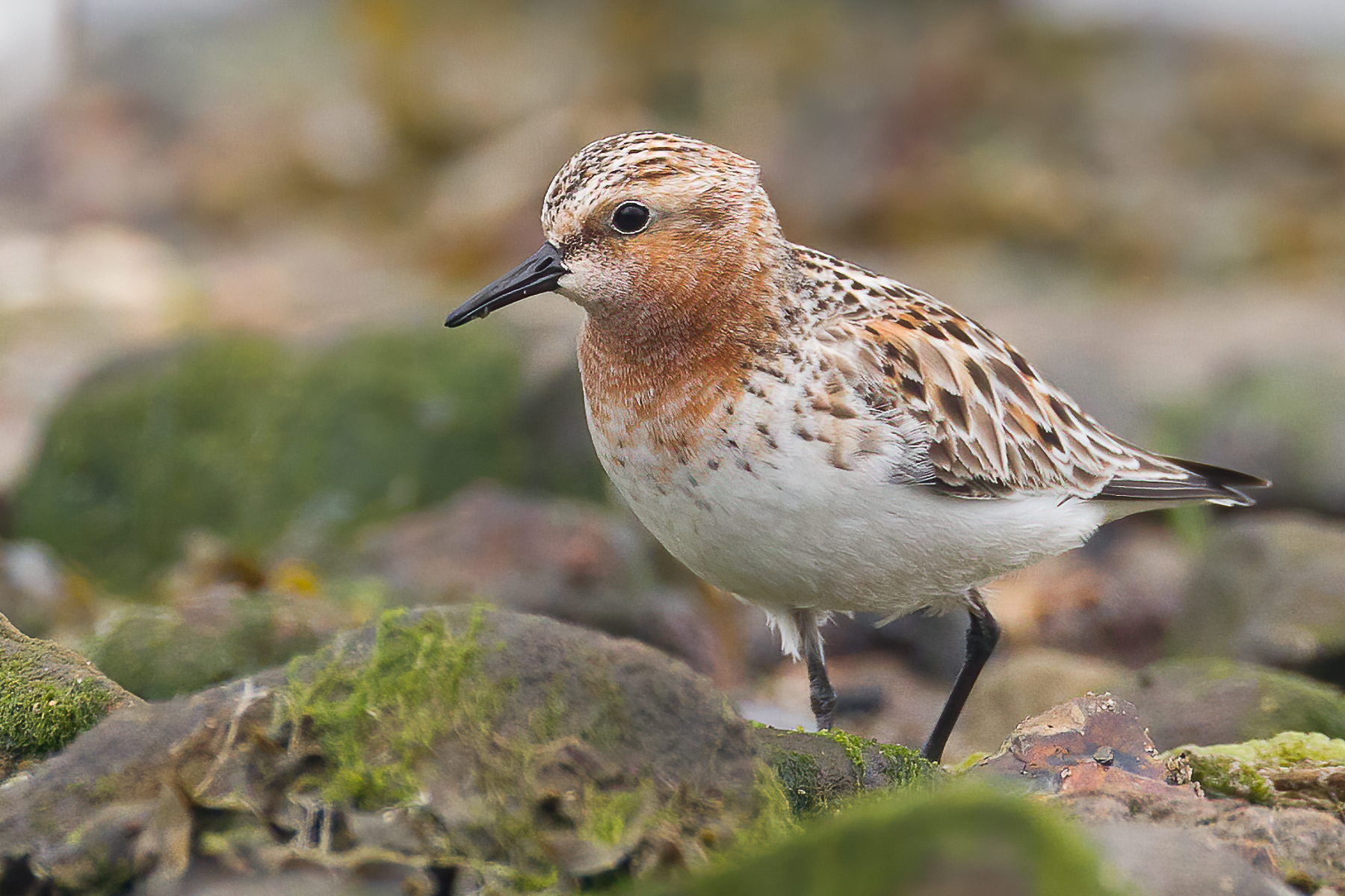Rarity finders: Red-necked Stint in Northumberland - BirdGuides
