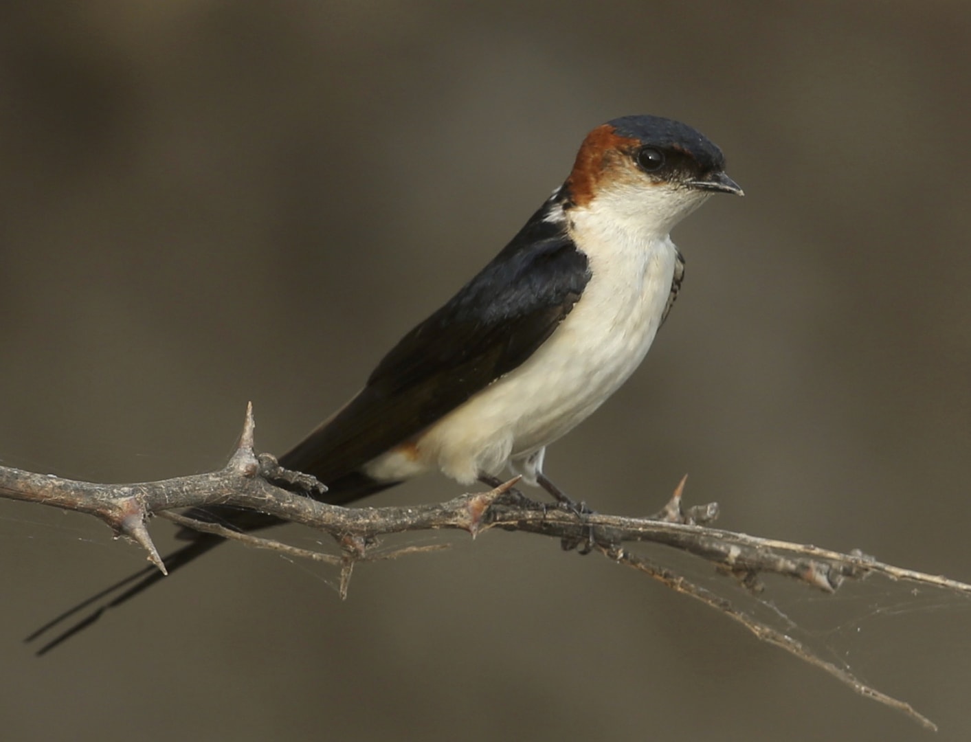 Red-rumped Swallow by Chris Bond - BirdGuides