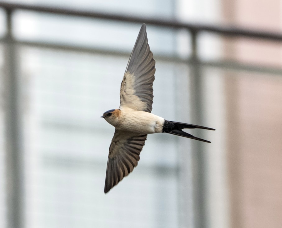 Red-rumped Swallow by Richard Mills - BirdGuides