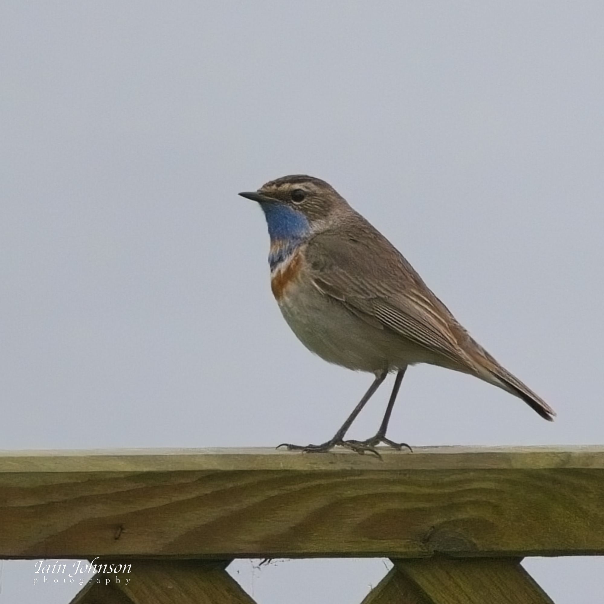 Red-spotted Bluethroat by Iain Johnson - BirdGuides