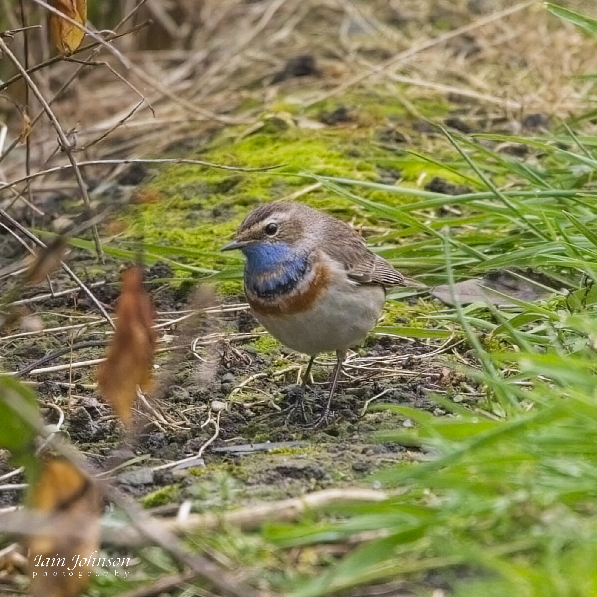 Red-spotted Bluethroat by Iain Johnson - BirdGuides