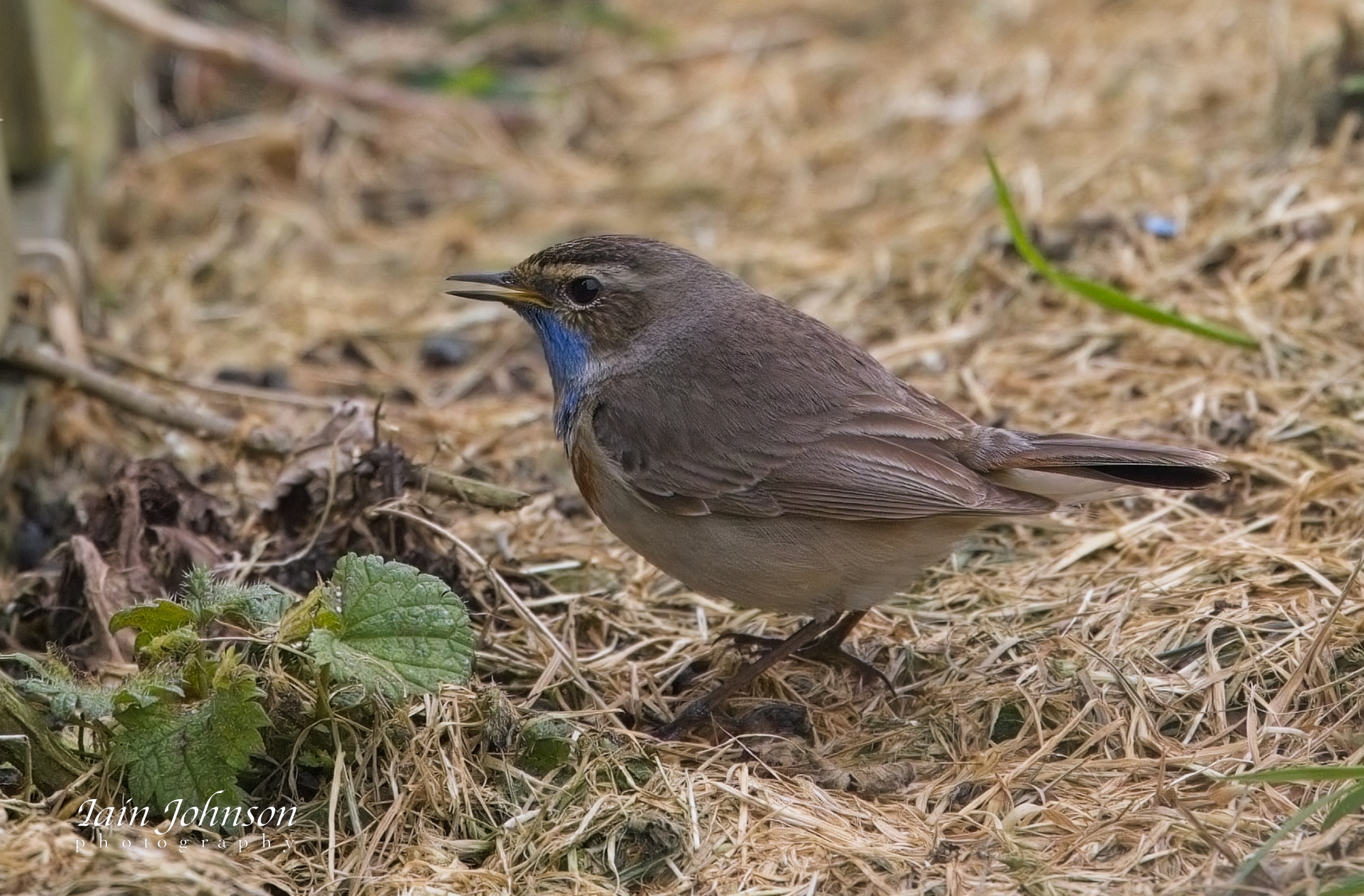 Red-spotted Bluethroat by Iain Johnson - BirdGuides
