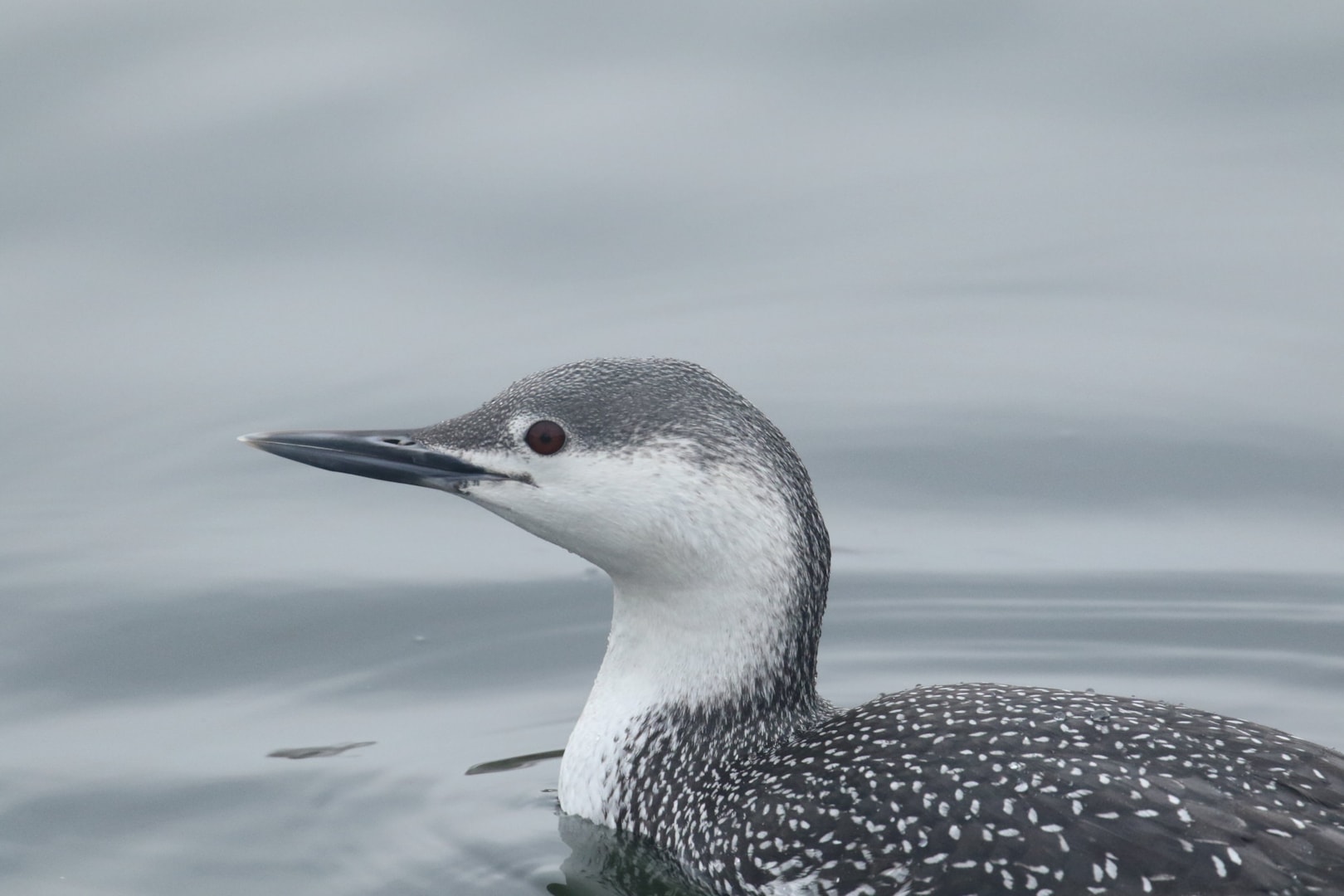 Red-throated Diver by Matthew Mellor - BirdGuides