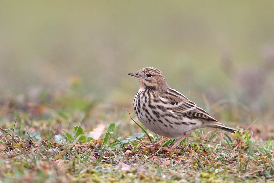 Red-throated Pipit by Chris Mayne - BirdGuides