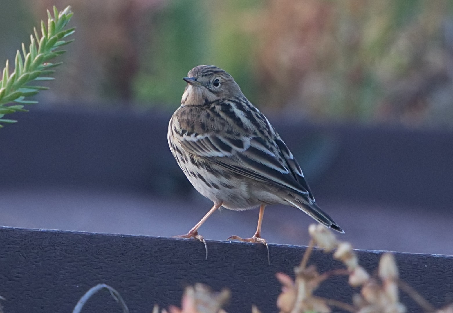 Red-throated Pipit by Nick Brown - BirdGuides