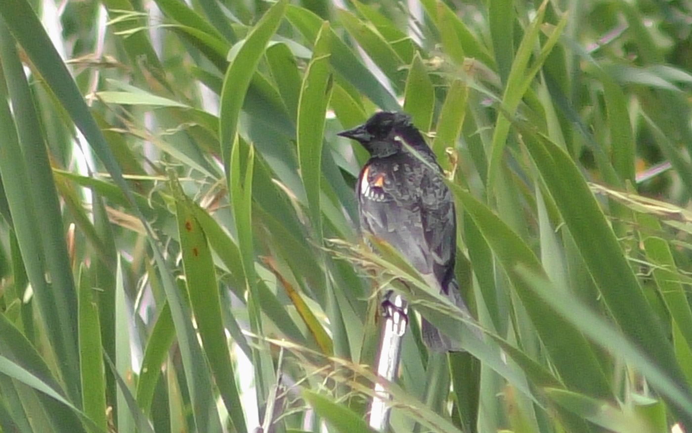 Rarity finders: Red-winged Blackbird in Co Mayo - BirdGuides