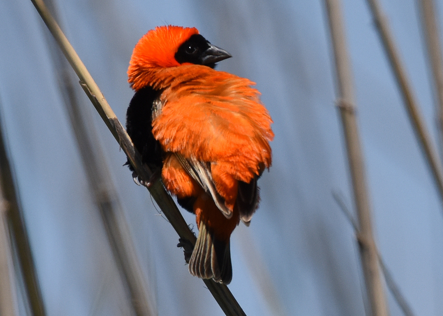 Details : Southern Red Bishop - BirdGuides