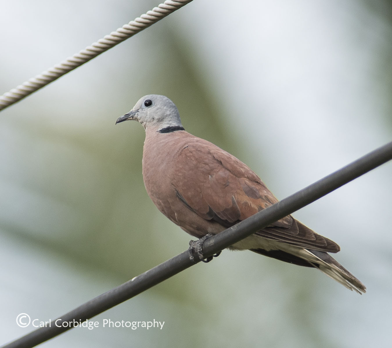 Details : Red Collared Dove - BirdGuides