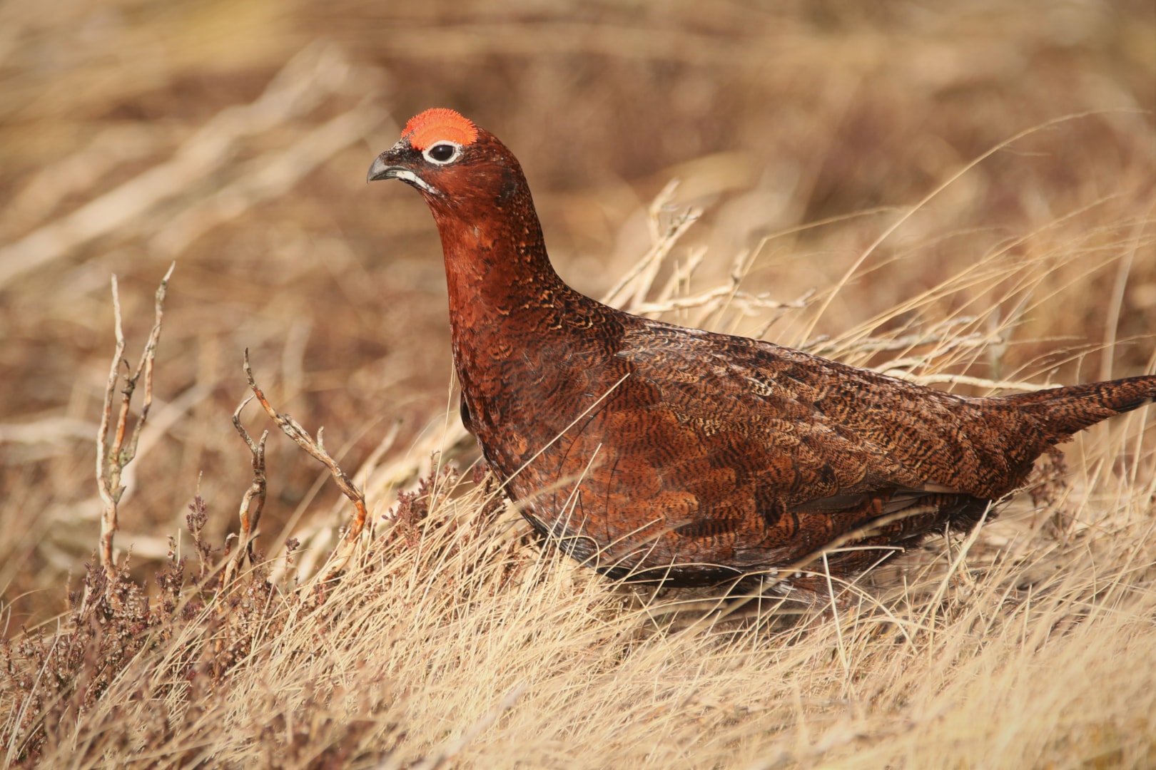 Red Grouse by Andrew Dodd - BirdGuides