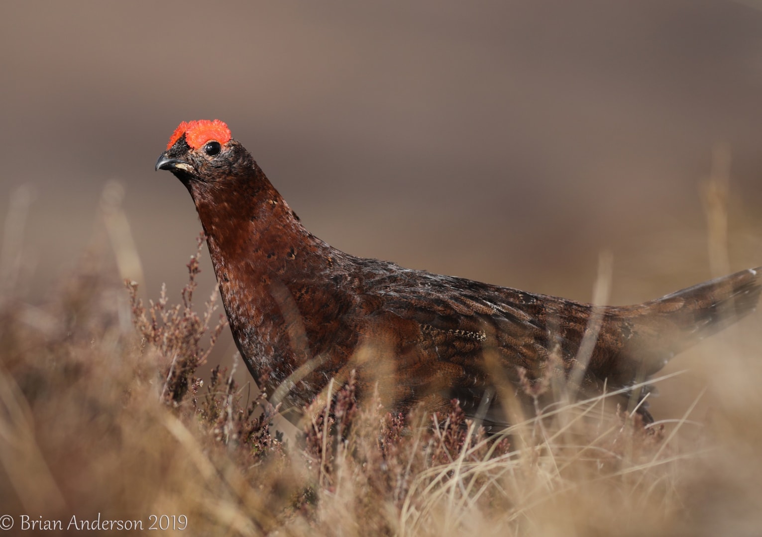 Red Grouse by Brian Anderson - BirdGuides
