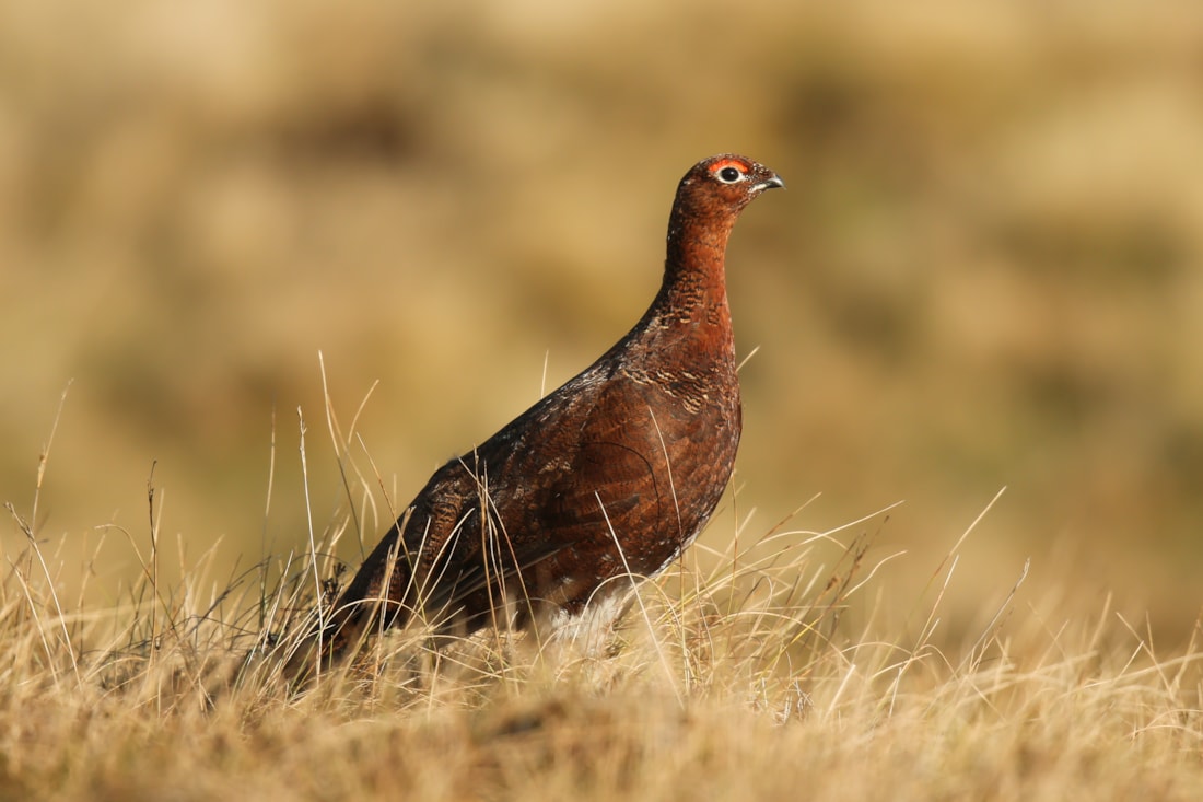 Red Grouse by Lee Gregory - BirdGuides