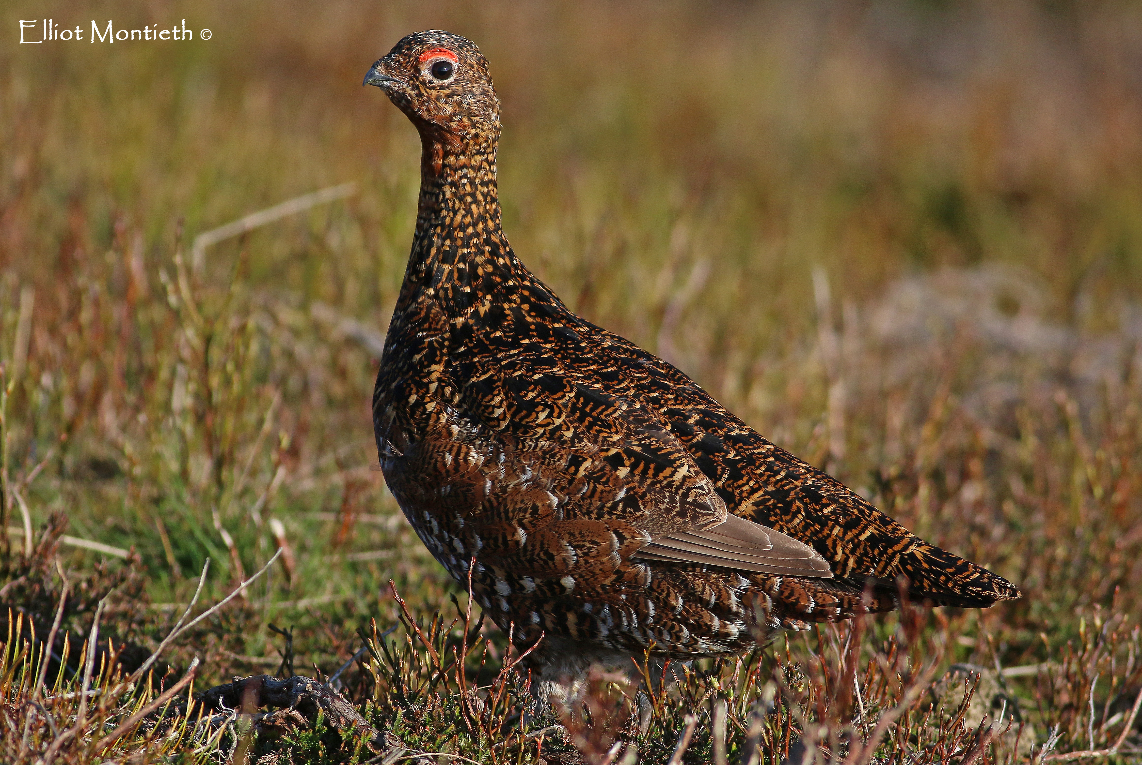 Red Grouse by Elliot Montieth - BirdGuides