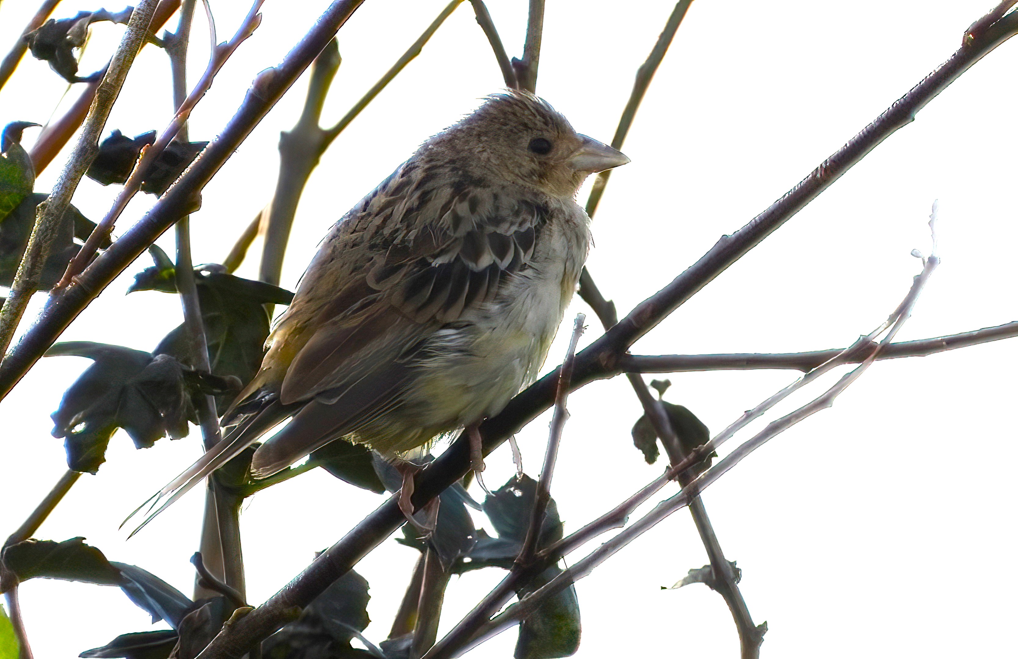 Red-headed Bunting by Stephen Pogson - BirdGuides