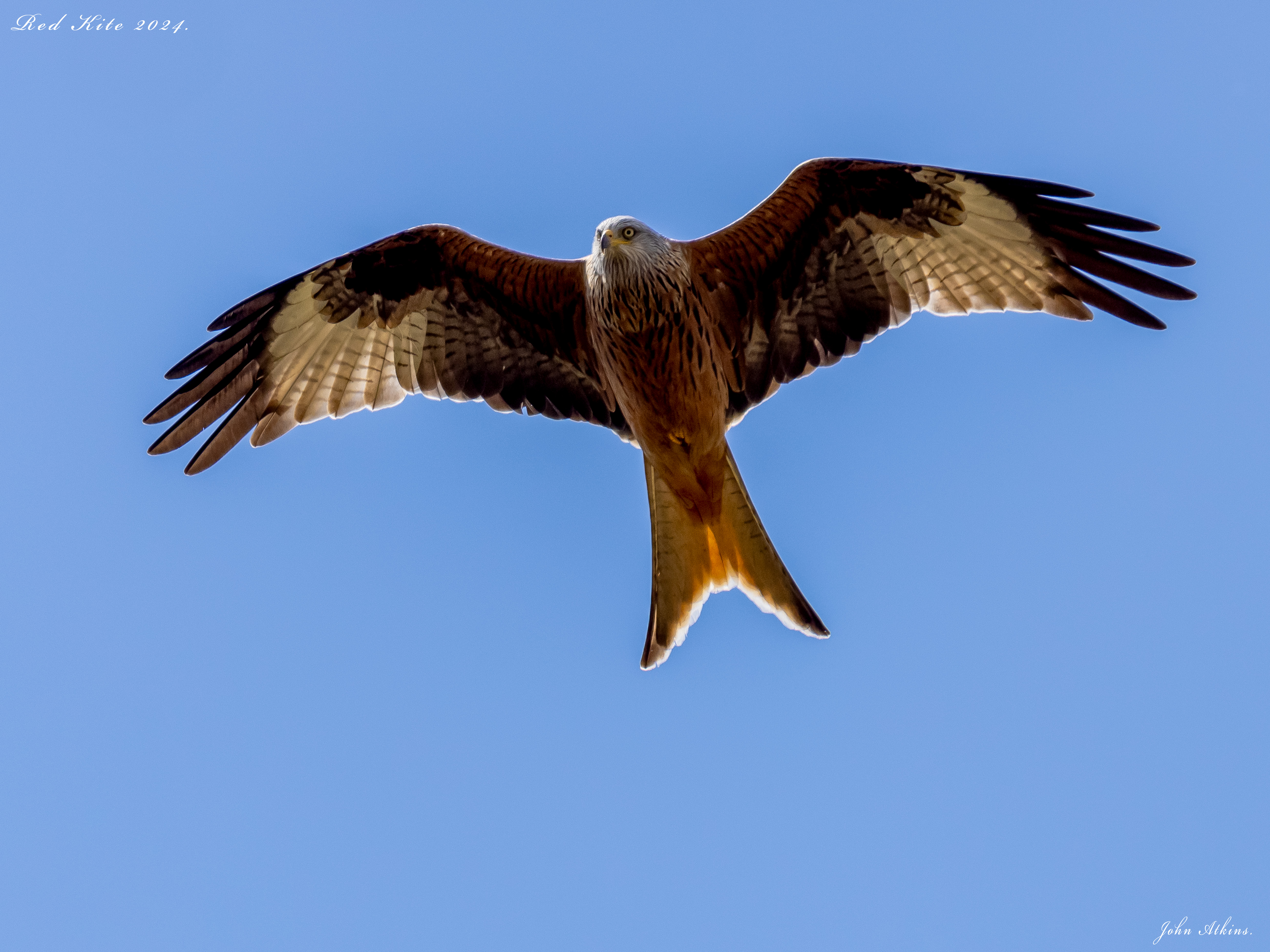 Red Kite by John Atkins - BirdGuides