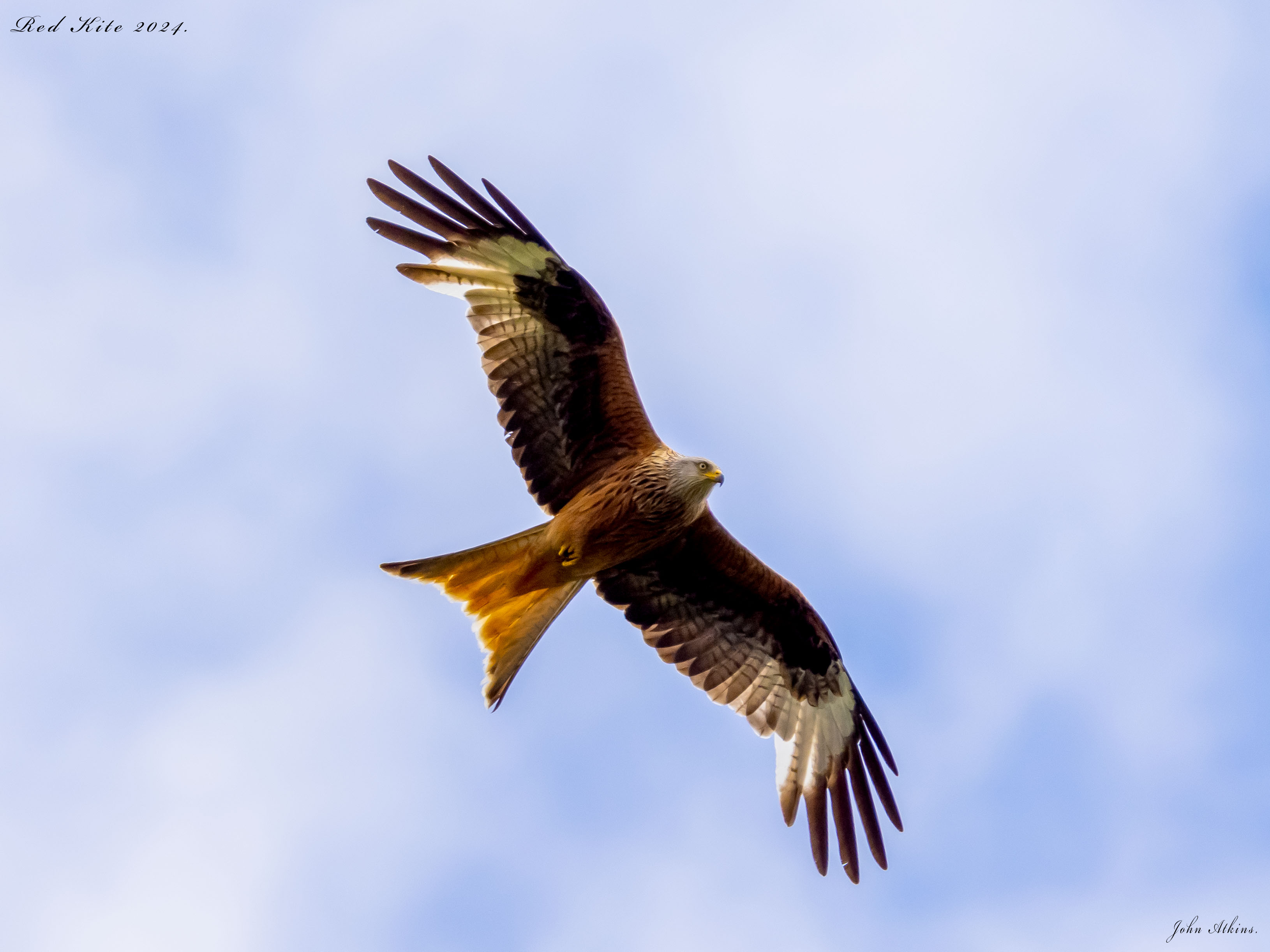 Red Kite by John Atkins - BirdGuides