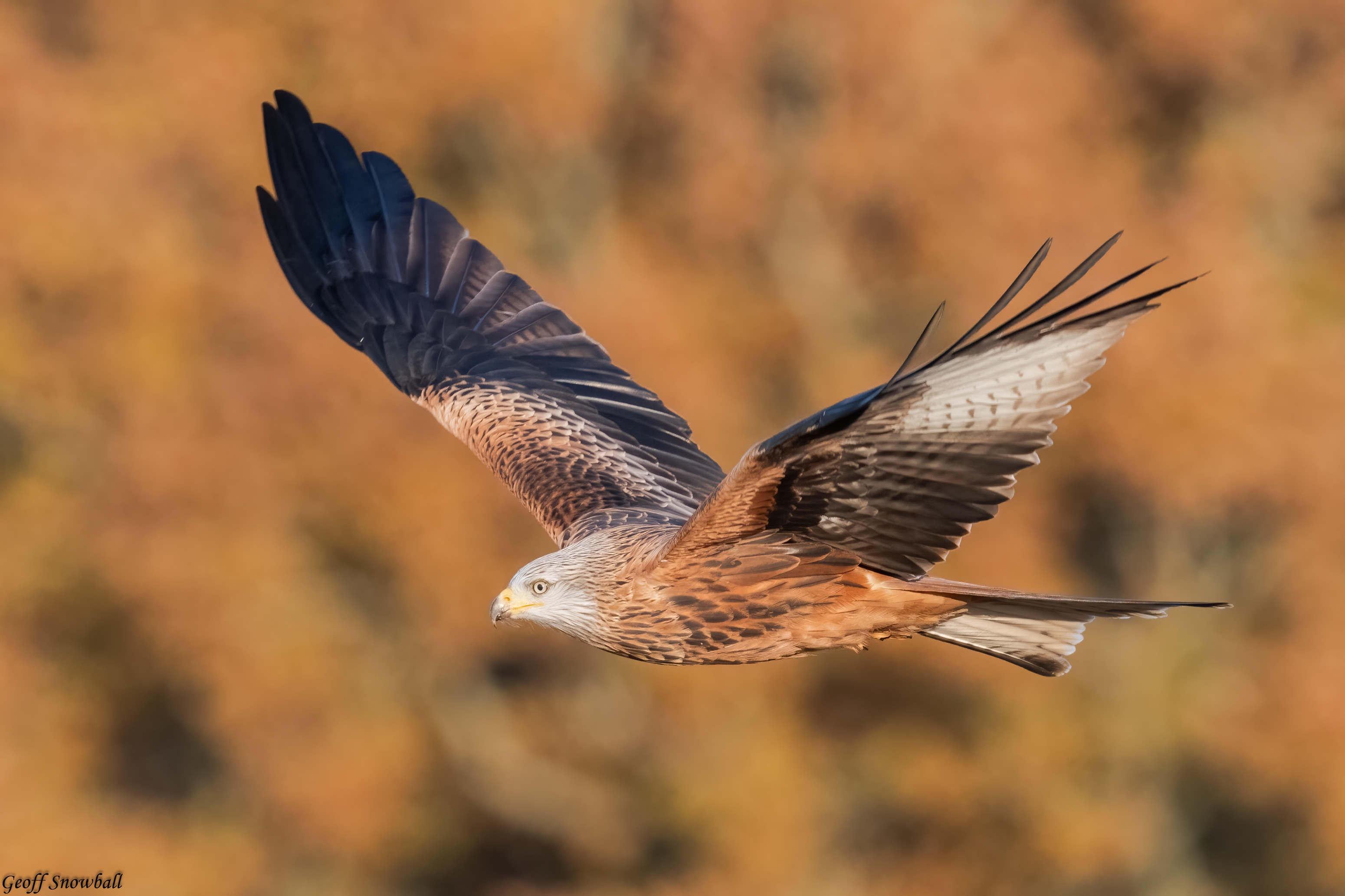 Red Kite by Geoff Snowball - BirdGuides