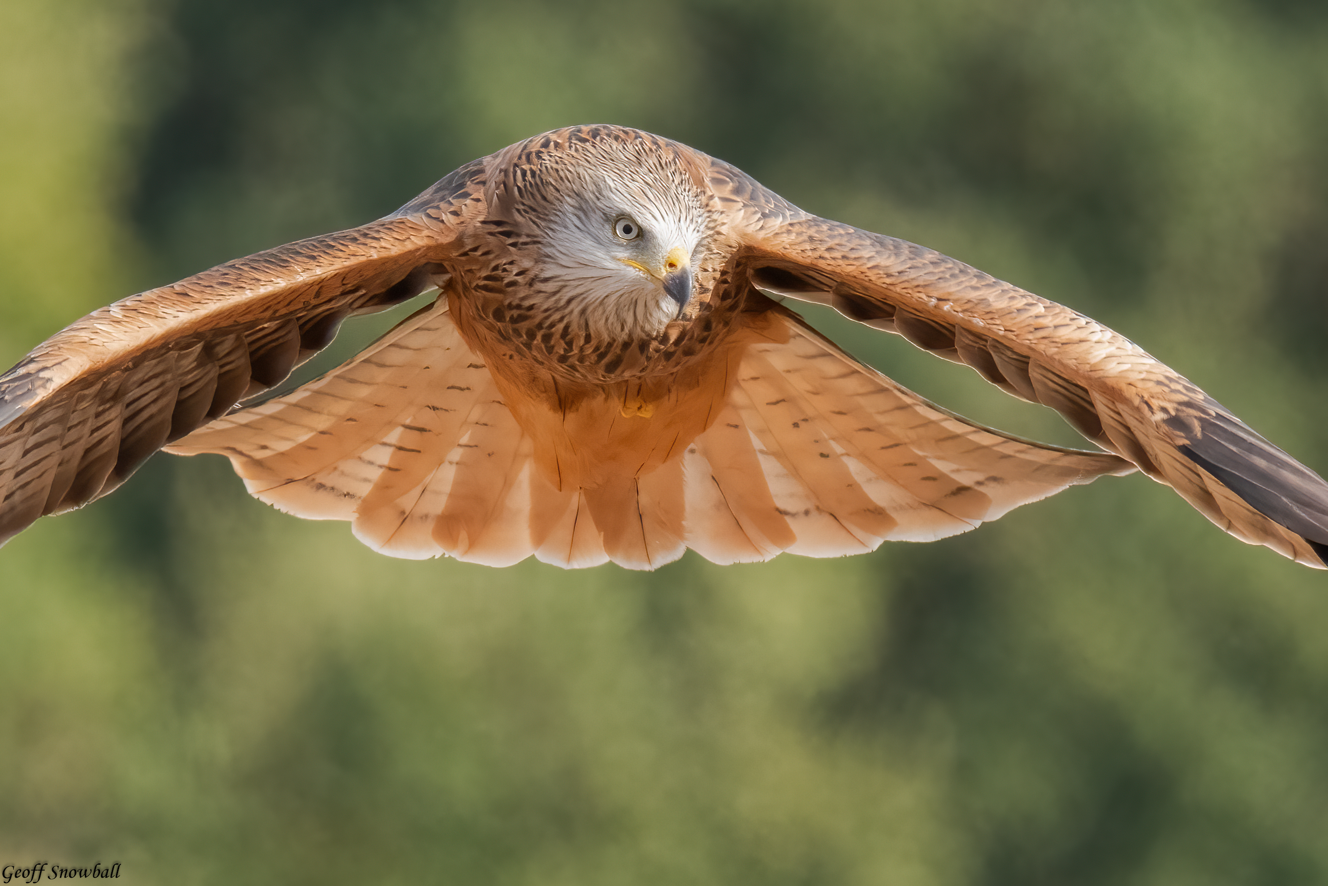 Red Kite by Geoff Snowball - BirdGuides