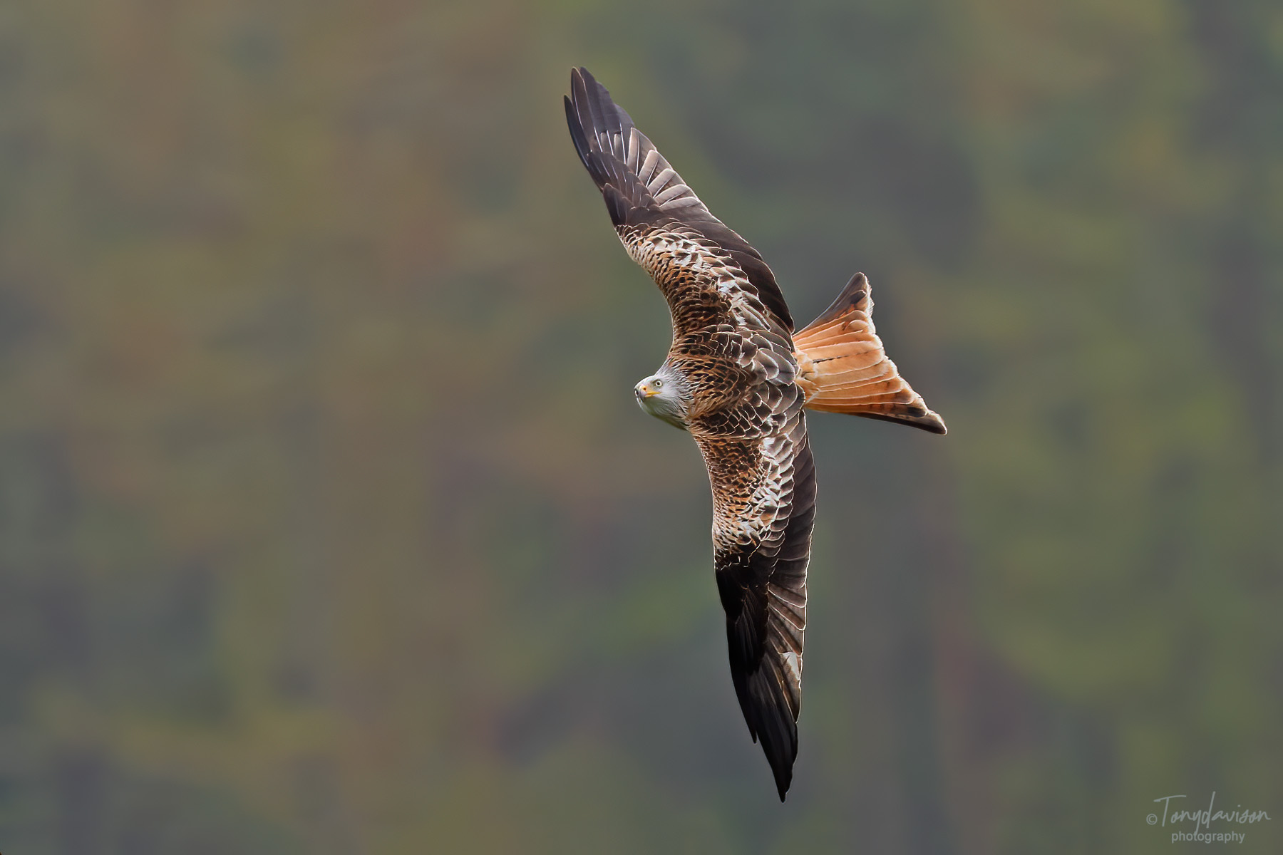 Wiltshire gamekeeper charged in 'largest English raptor persecution ...