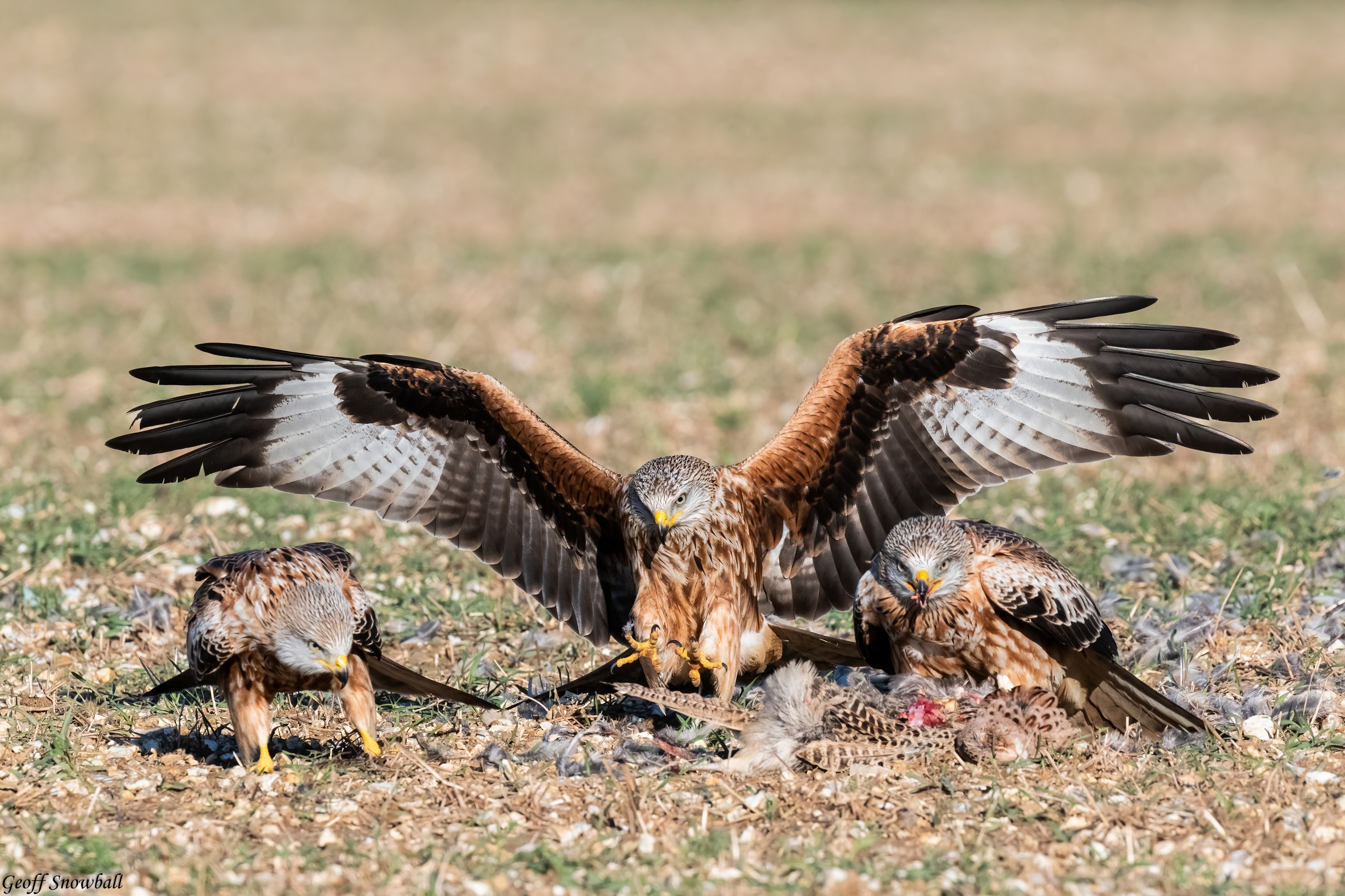 Red Kite by Geoff Snowball - BirdGuides