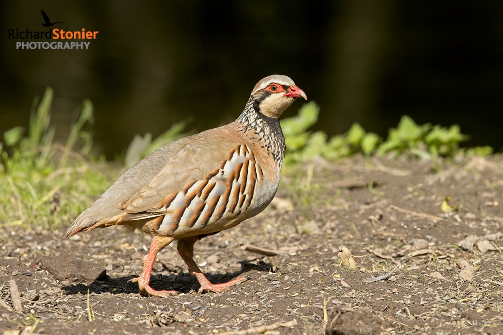 British gamebird releases to be licensed in 2021 - BirdGuides