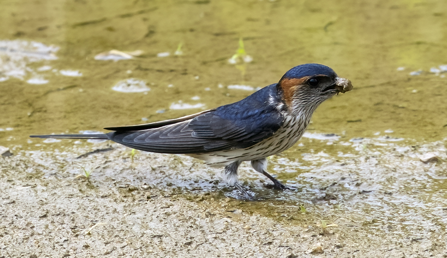 Details : Asian Red-rumped Swallow - BirdGuides