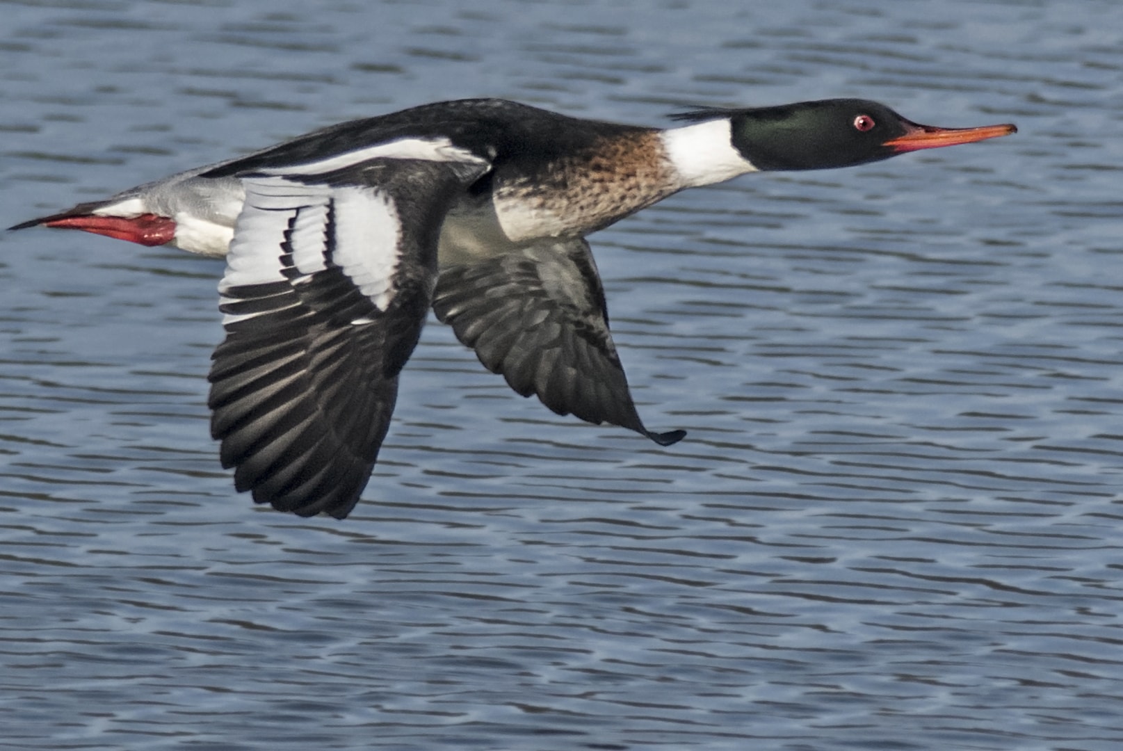 Red-breasted Merganser by Wayne Davies - BirdGuides