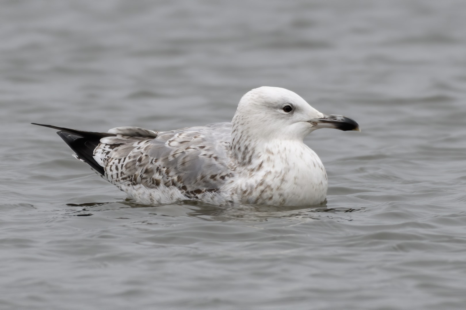 Caspian Gull by J Martin Jones - BirdGuides