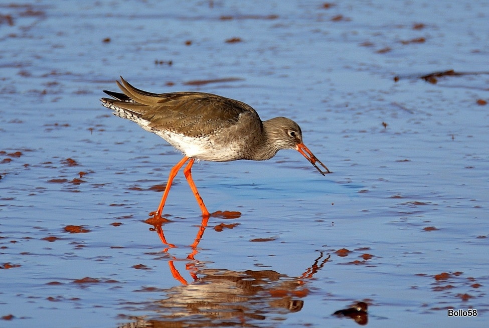 Common Redshank by Chris Bollen - BirdGuides