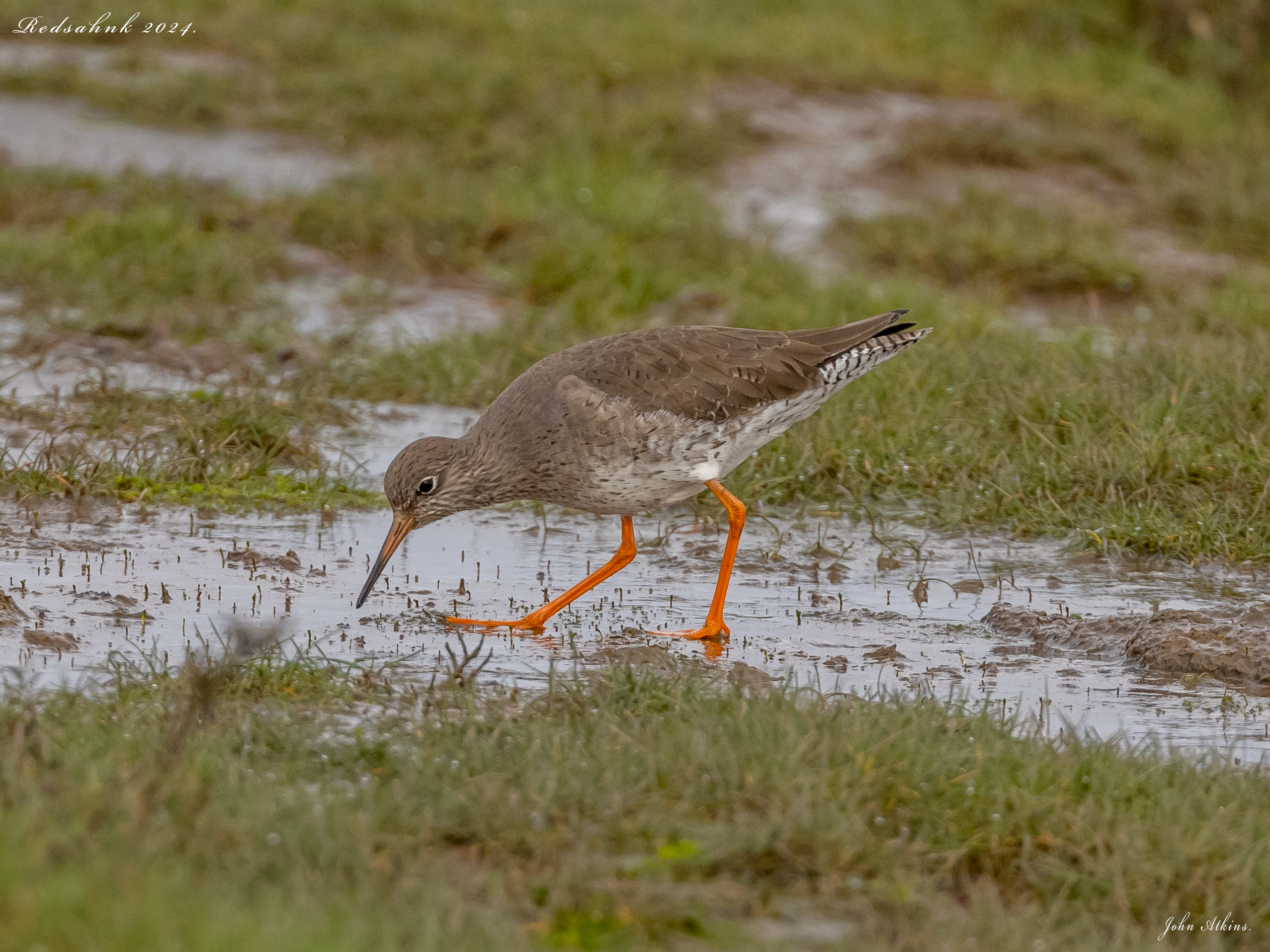 Common Redshank by John Atkins - BirdGuides