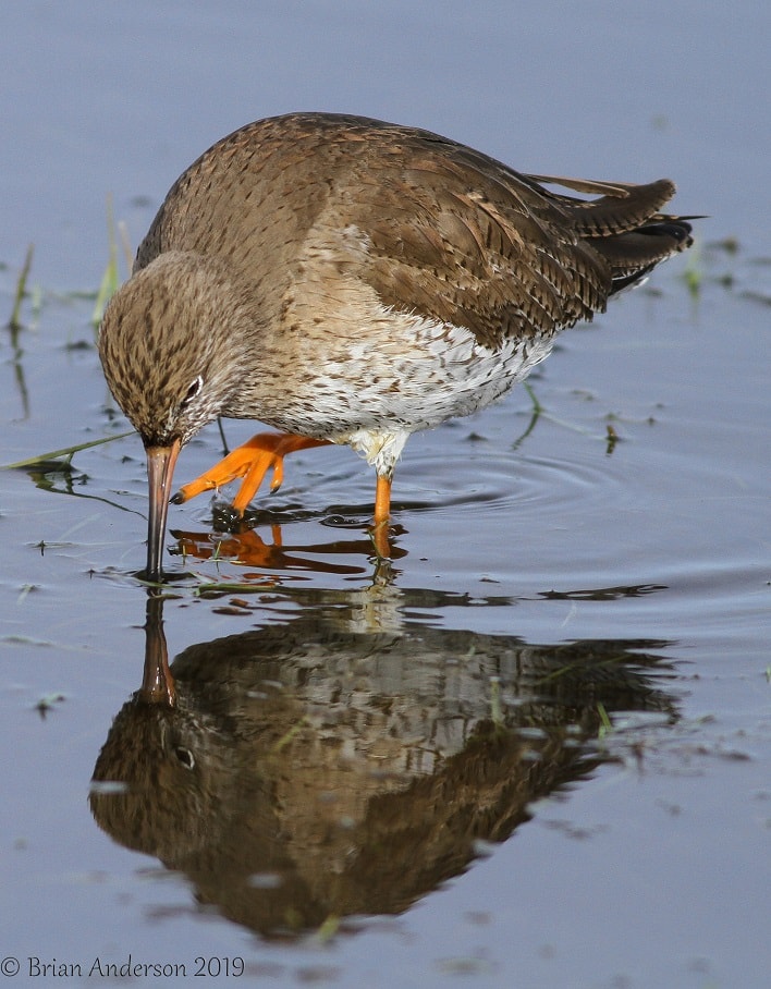 Common Redshank by Brian Anderson - BirdGuides