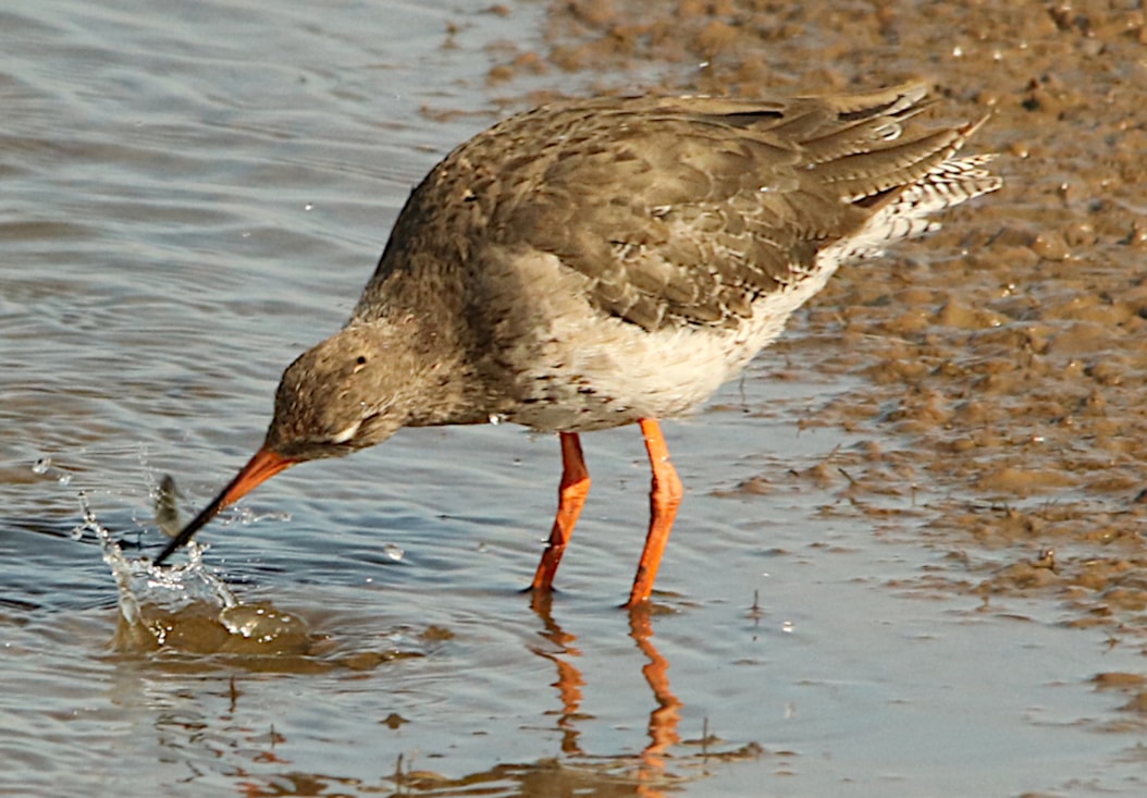 Common Redshank by David A Johnston - BirdGuides