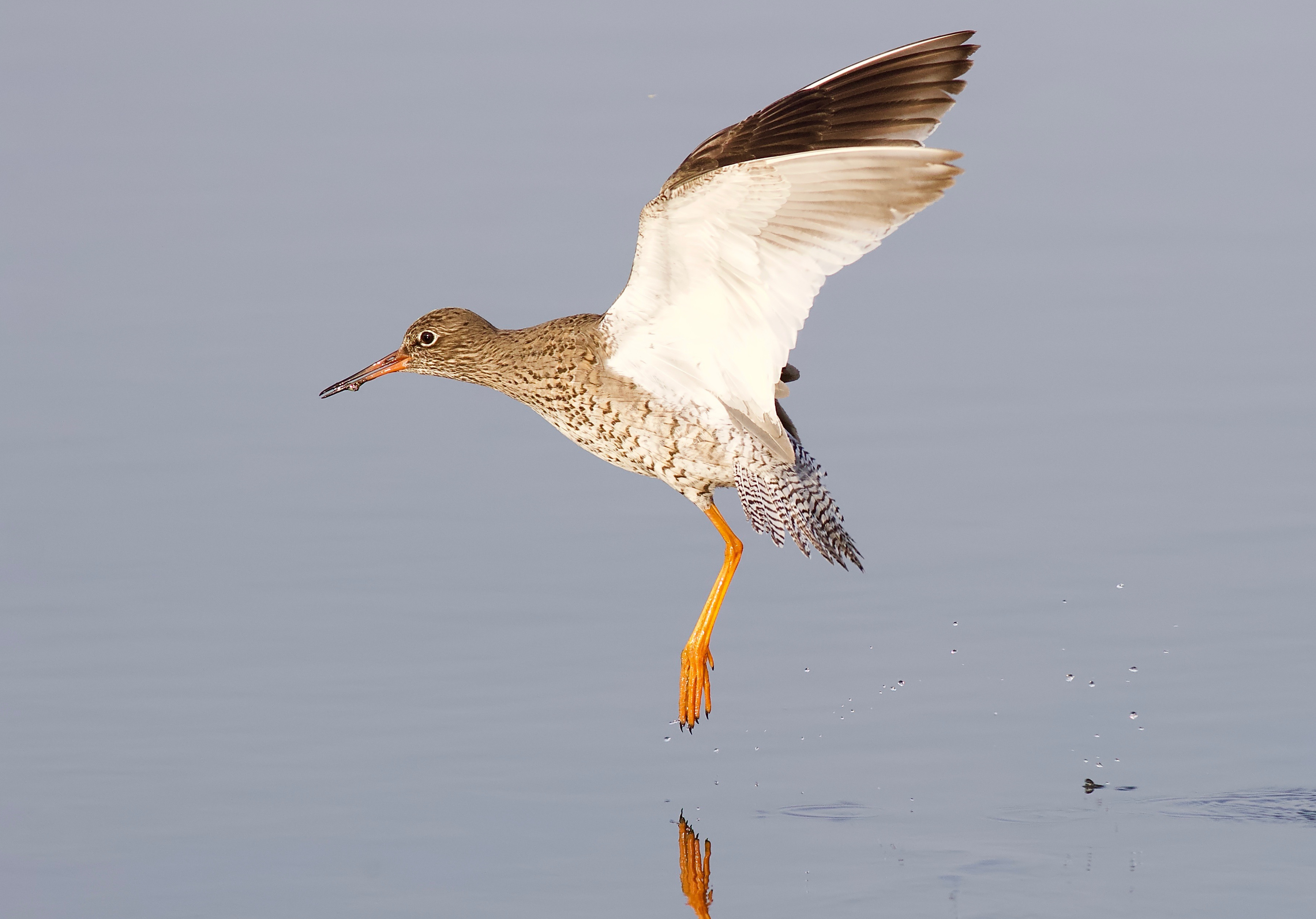 RSPB purchases key site on Ribble Estuary - BirdGuides