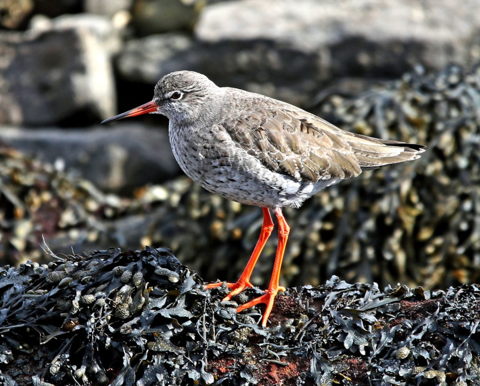 Common Redshank by John Derick Elvidge - BirdGuides