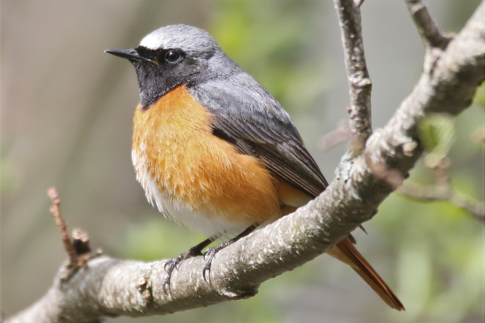 Common Redstart by Steve Nicklin - BirdGuides