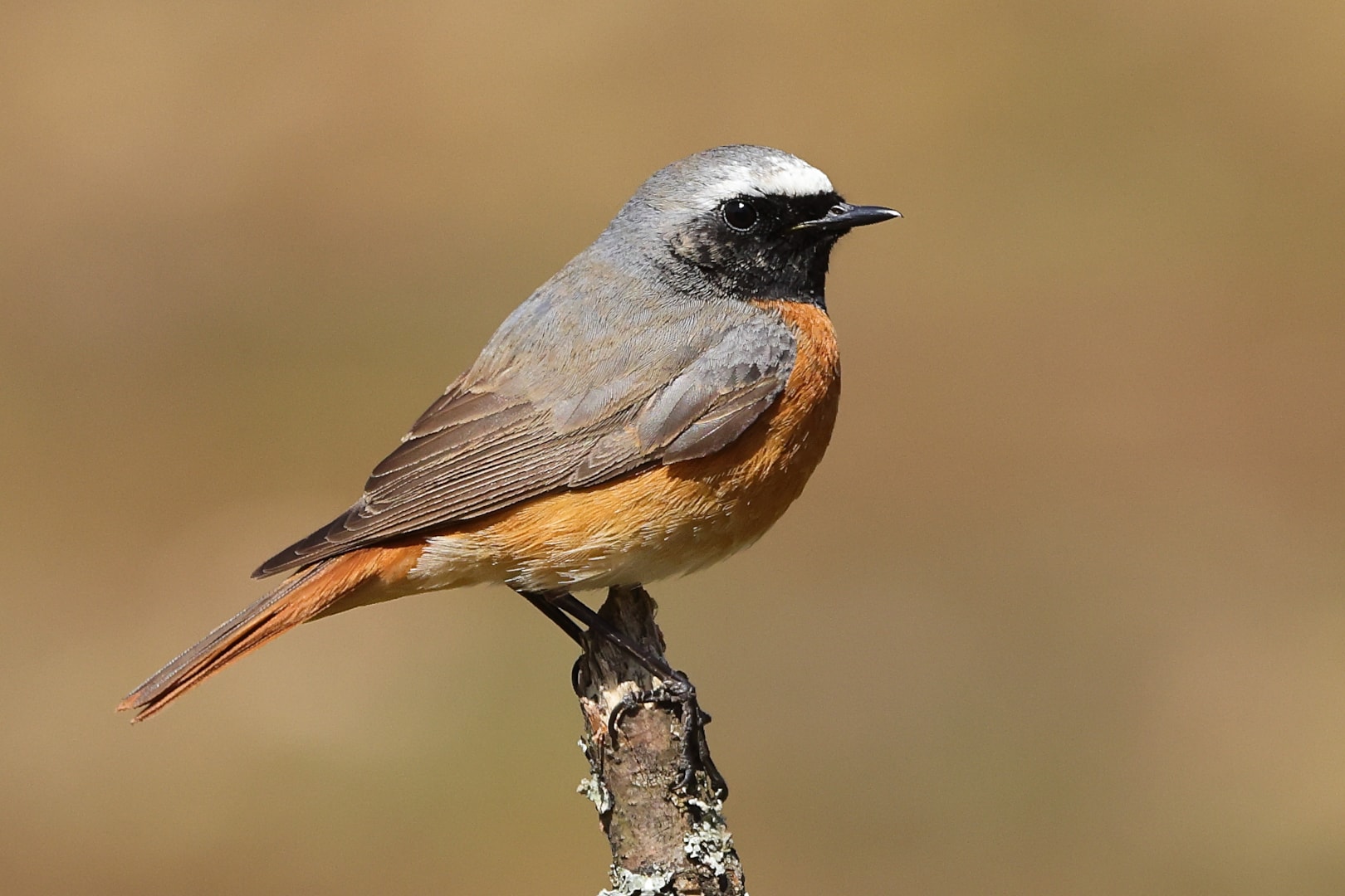 Common Redstart by Mike Trew - BirdGuides