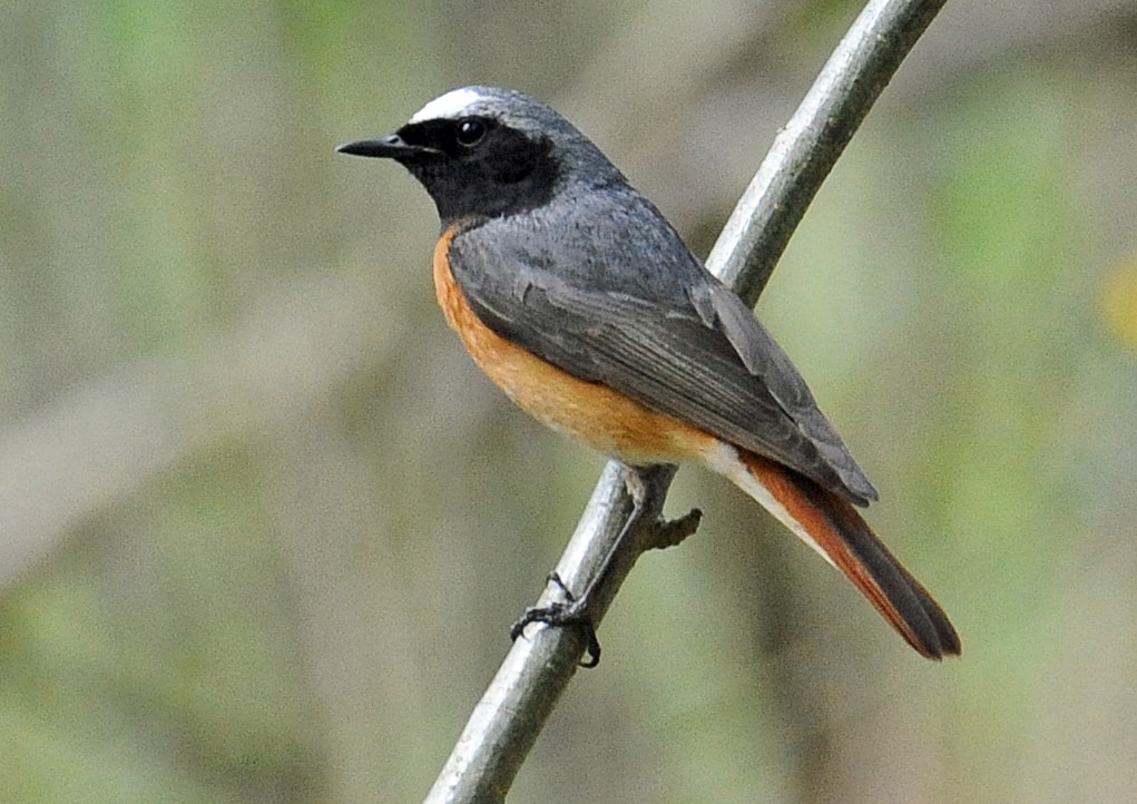 Common Redstart by Tony Hovell - BirdGuides