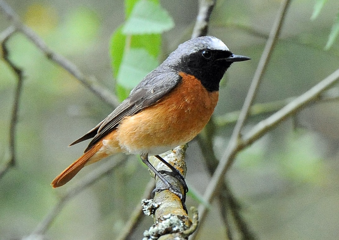 Common Redstart by Tony Hovell - BirdGuides
