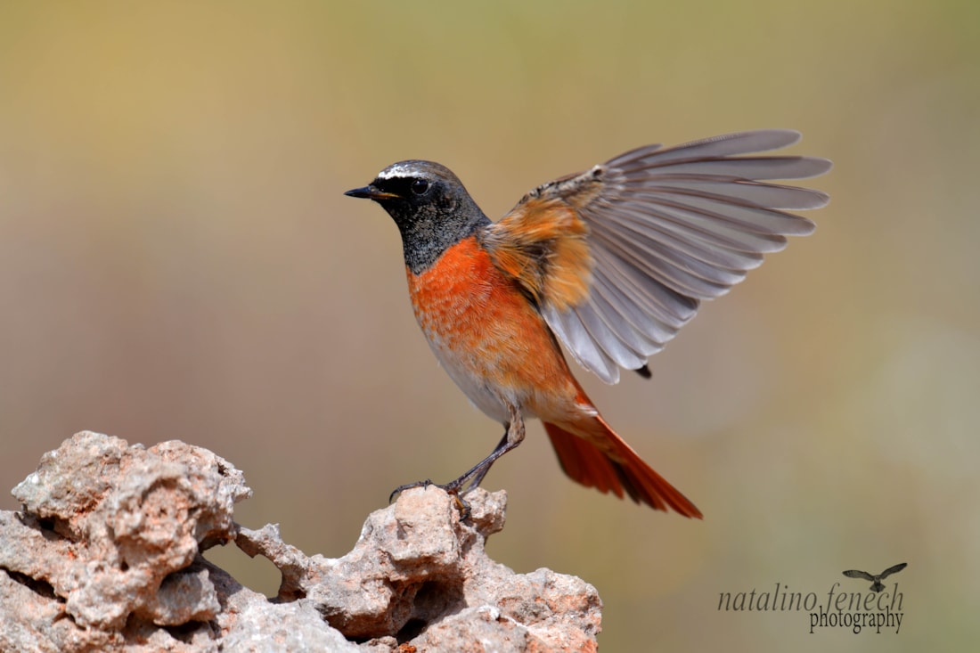 Common Redstart by Natalino Fenech - BirdGuides