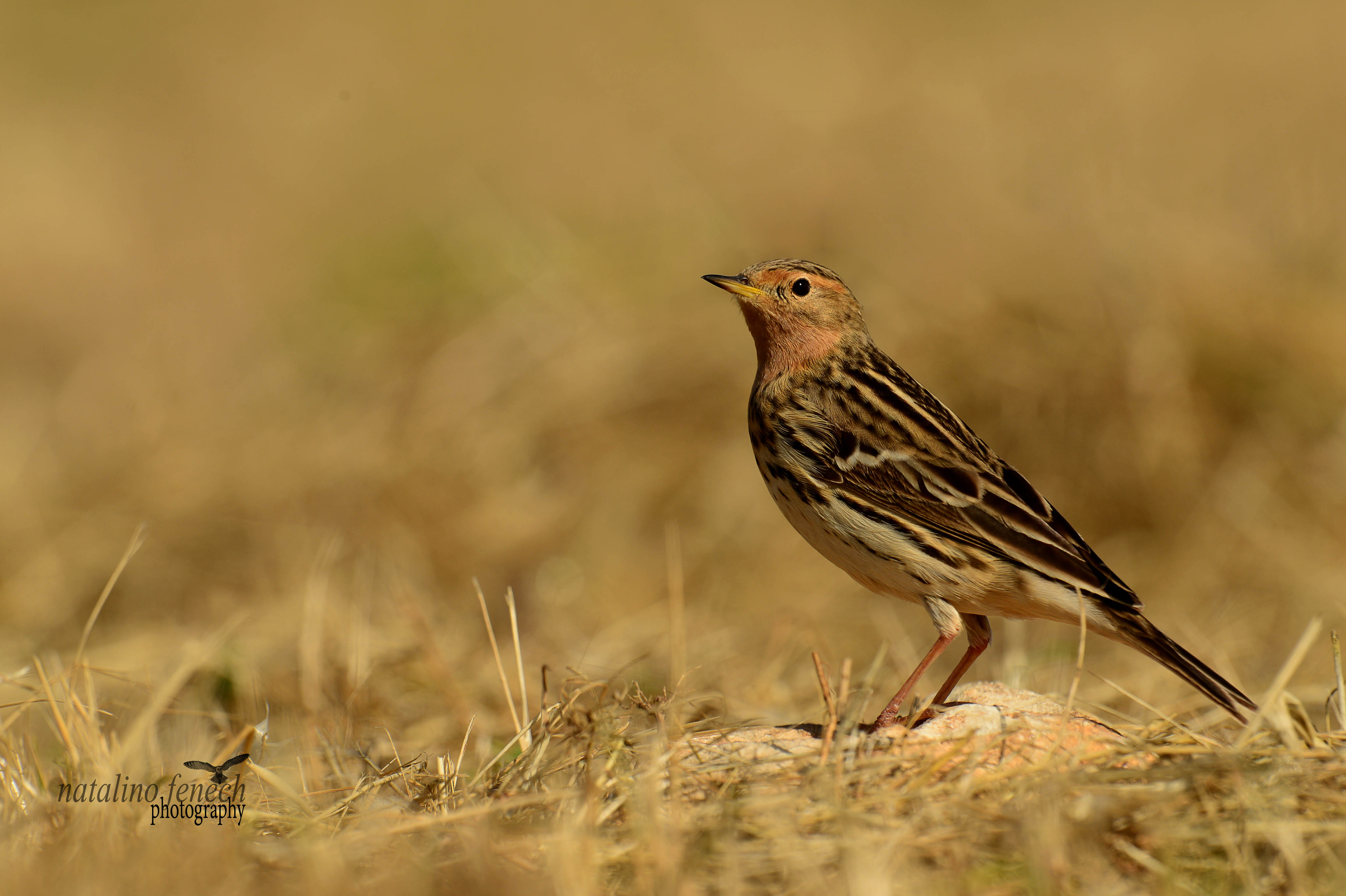 Details : Red-throated Pipit - BirdGuides