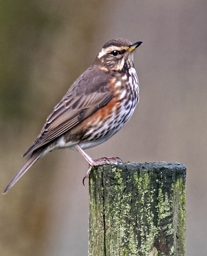Redwing by Wayne Davies - BirdGuides