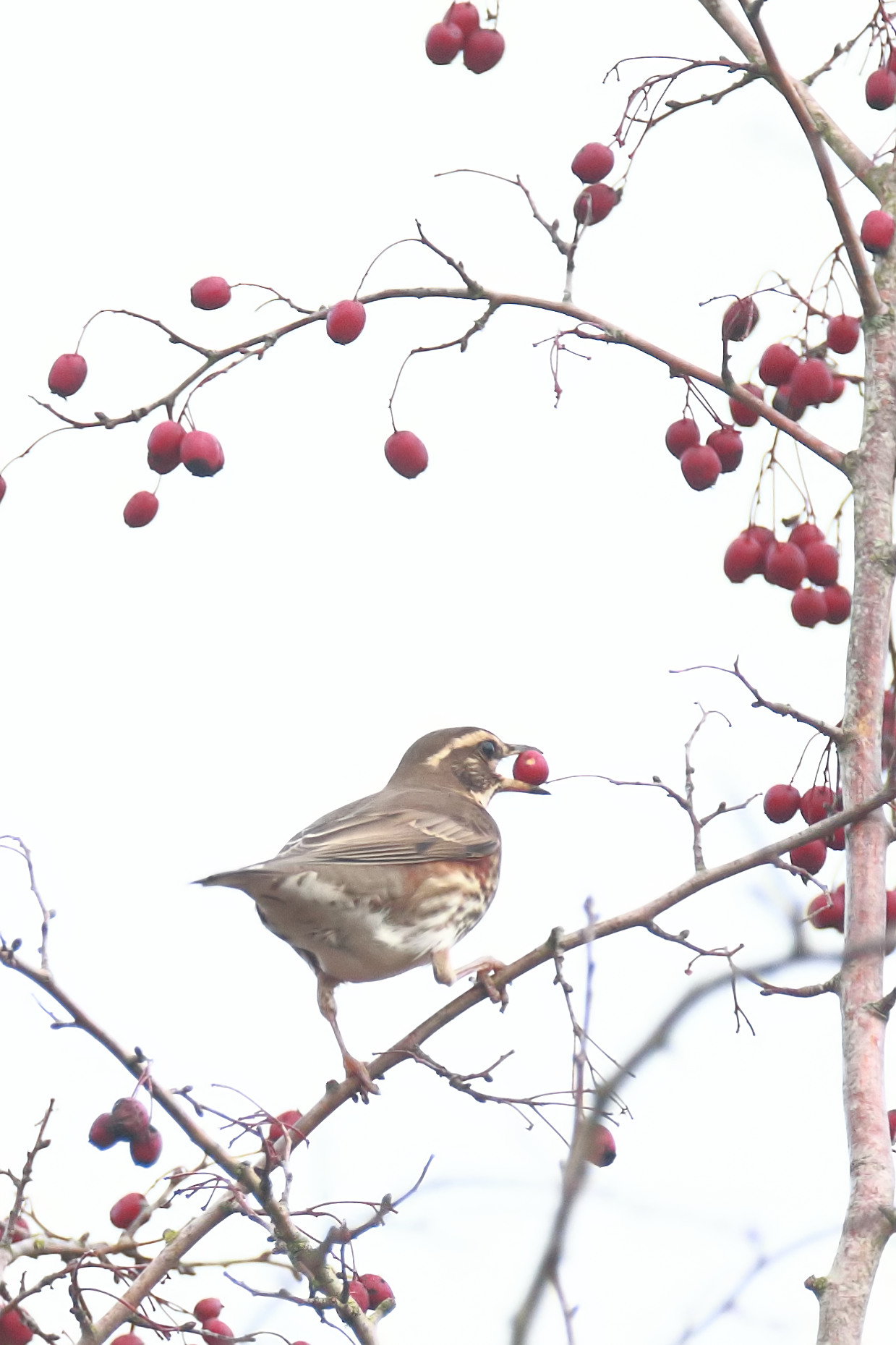 Redwing by Ezhil Suresh - BirdGuides