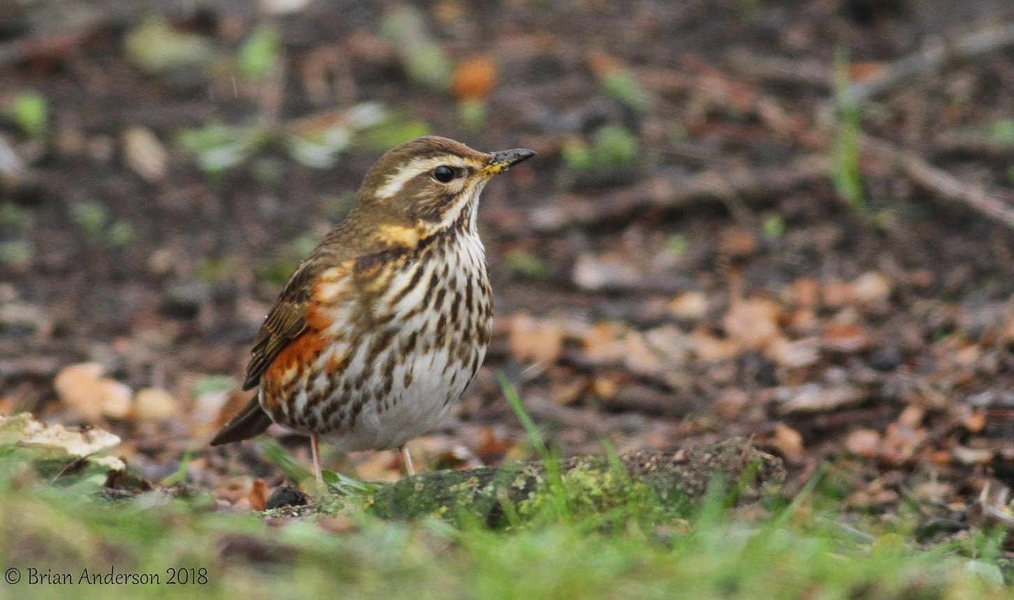 Redwing by Brian Anderson - BirdGuides